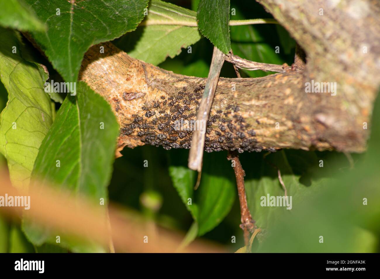 Tree desease hi-res stock photography and images - Alamy