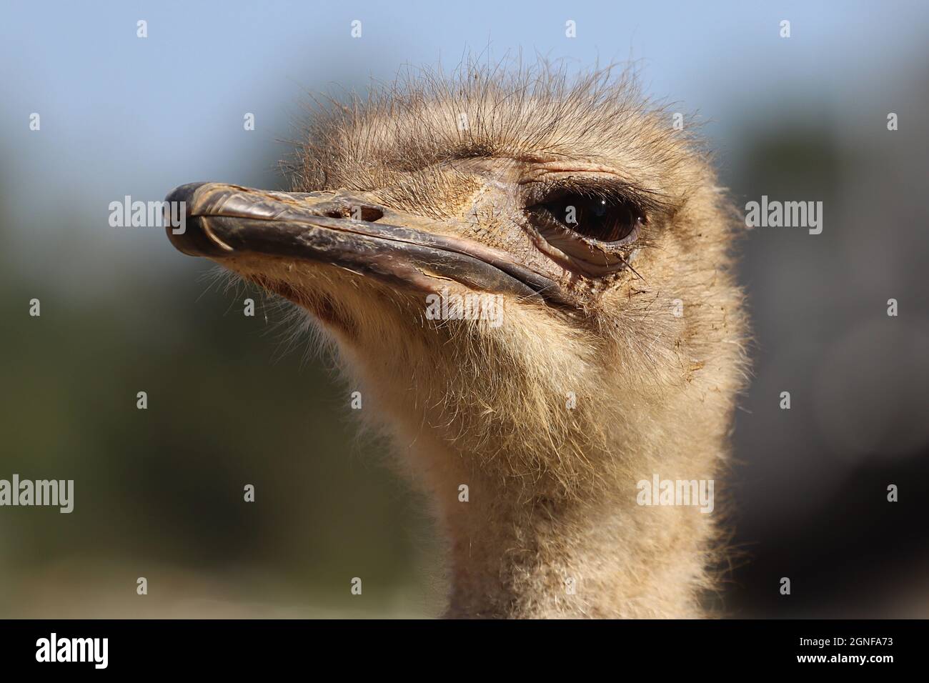 Zoo head hi-res stock photography and images - Alamy