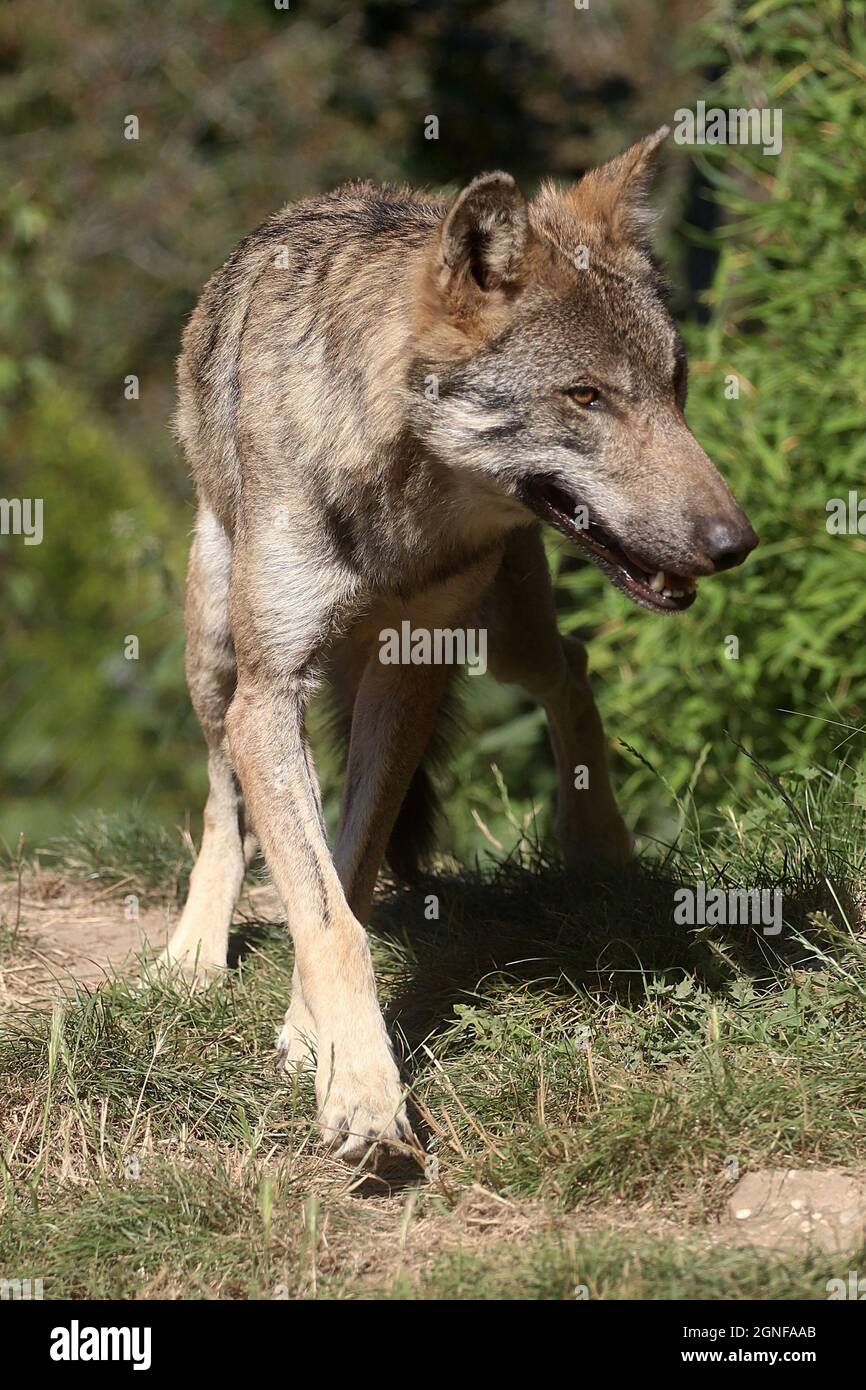 Wolf at Colchester Zoo Stock Photo - Alamy
