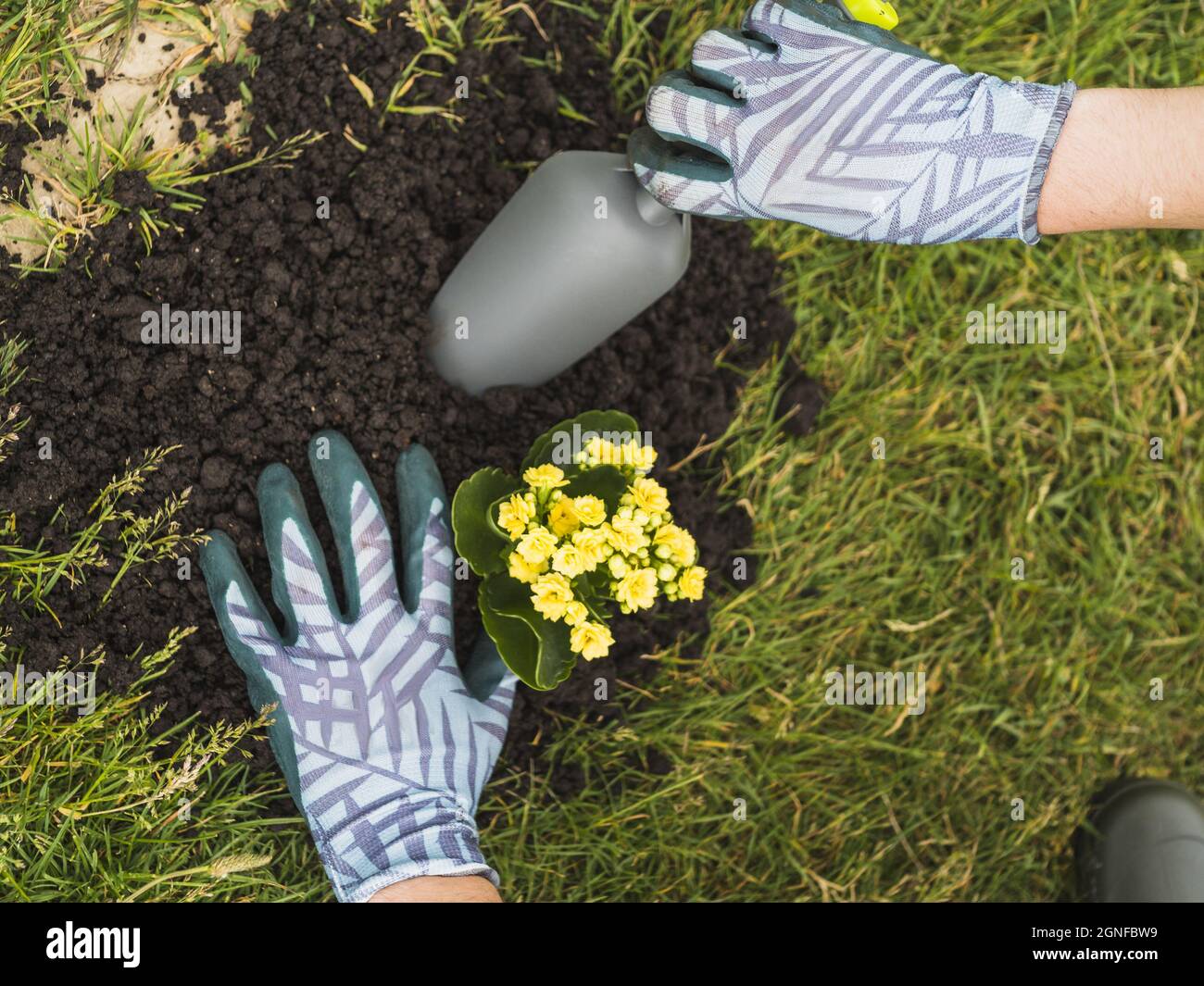 gardener planting succulent plant soil. High quality and resolution ...