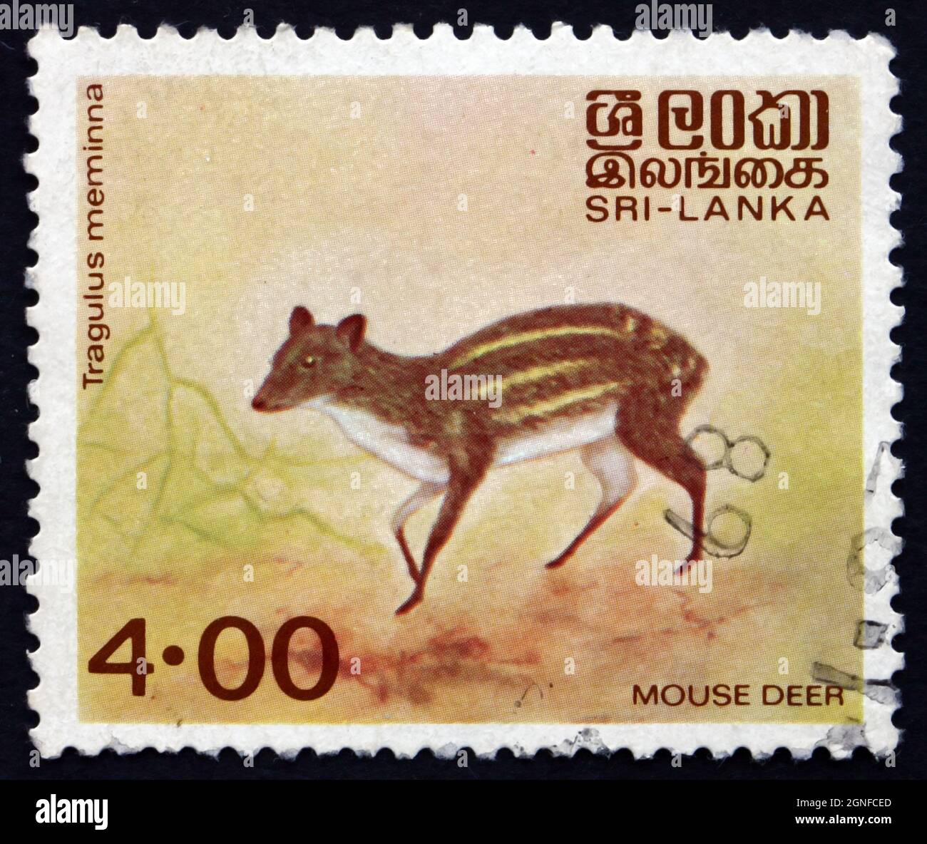 Sri lankan spotted chevrotain hi-res stock photography and images - Alamy