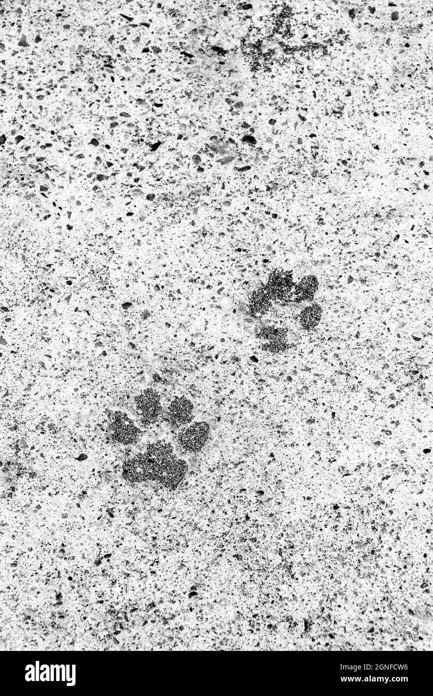 Dog footsteps on gray concrete block. Monochrome picture Stock Photo ...