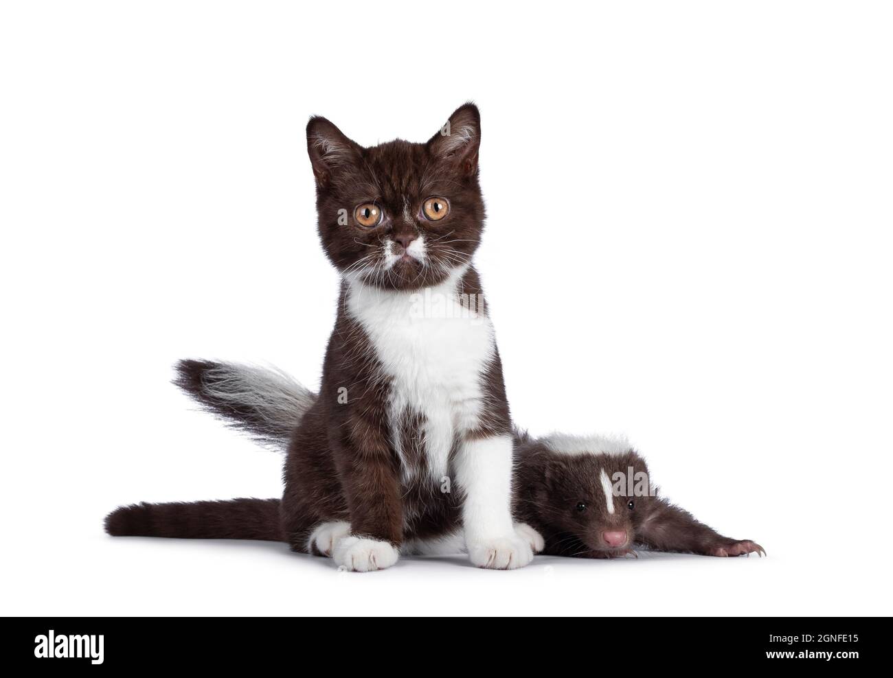 Remarkable duo of brown and white British Shothair cat kitten and skunk ...