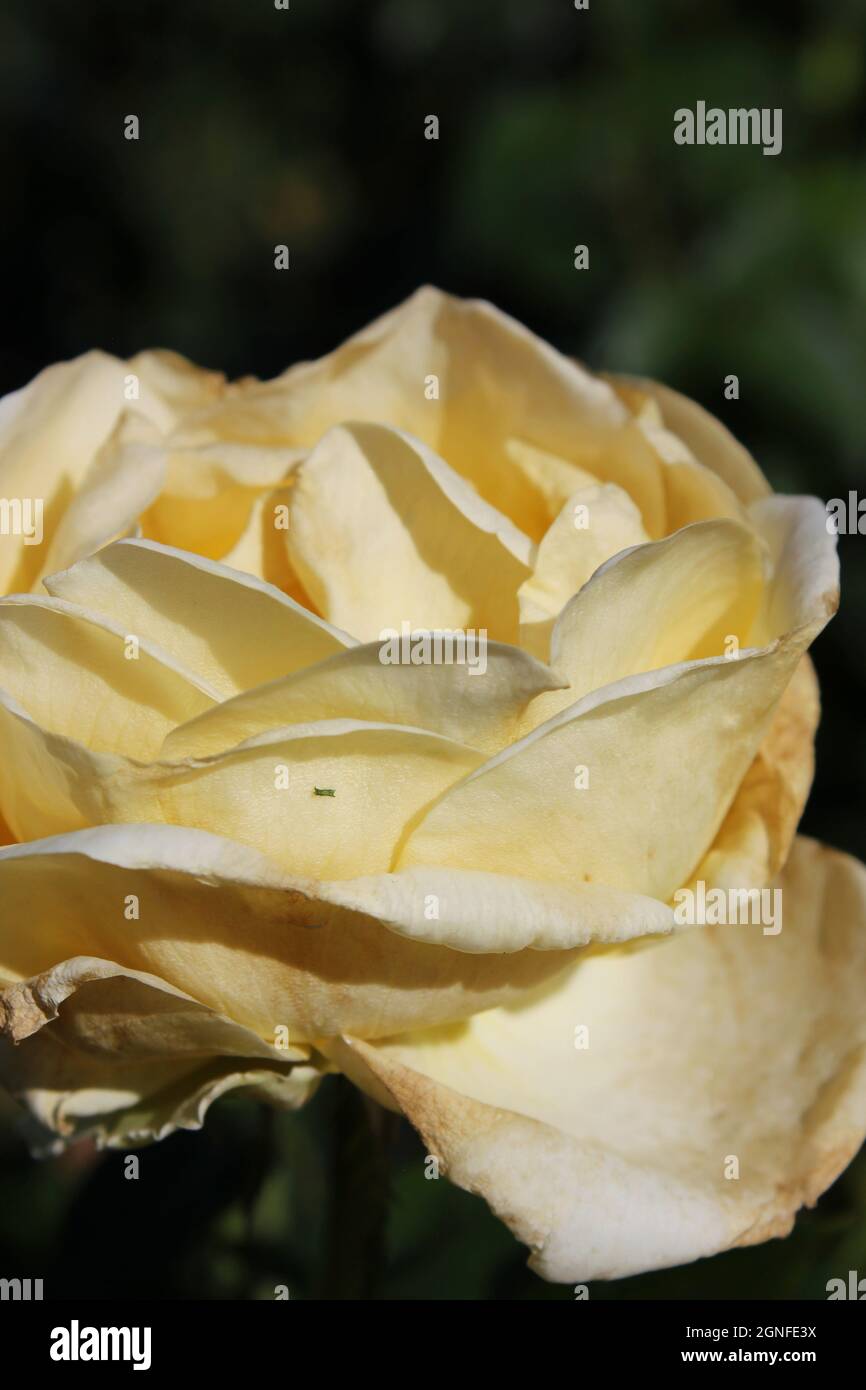 Bright yellow rose flower growing in the sunny summer meadow Stock ...