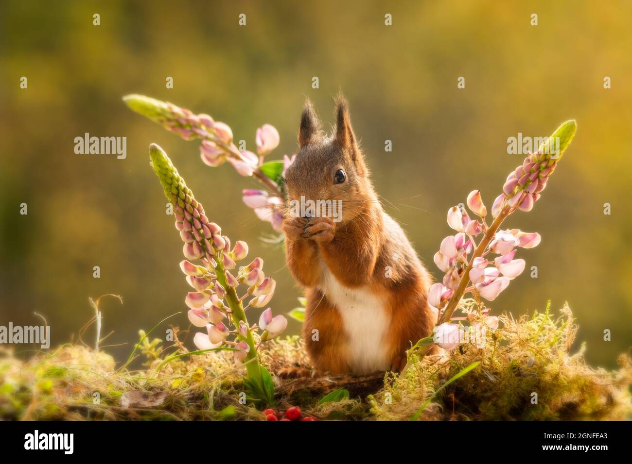 Red Squirrel Is Standing Between Flowers High Resolution Stock ...