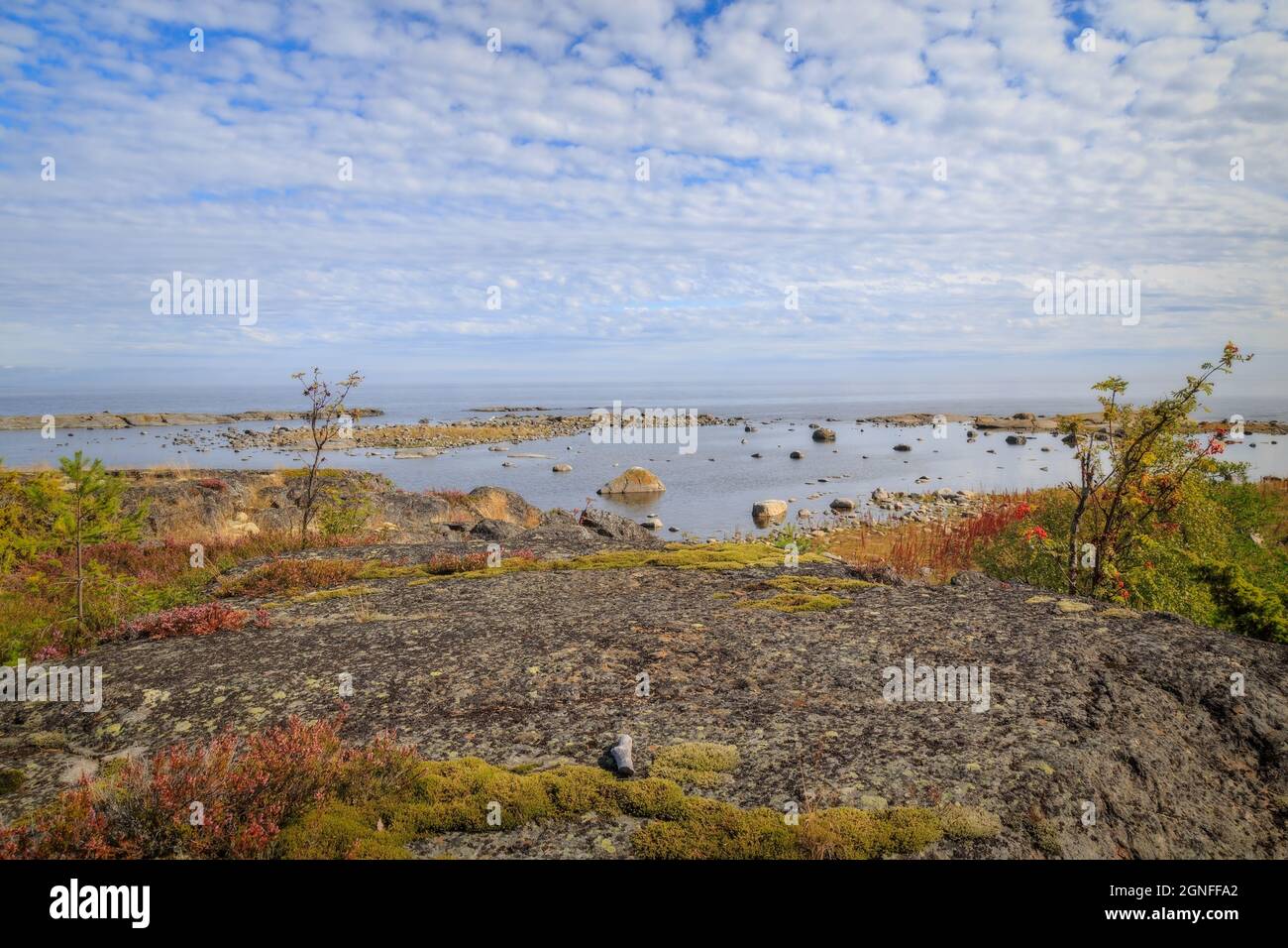 flowers between rocks growing in a sea landscape with plants , trees ...