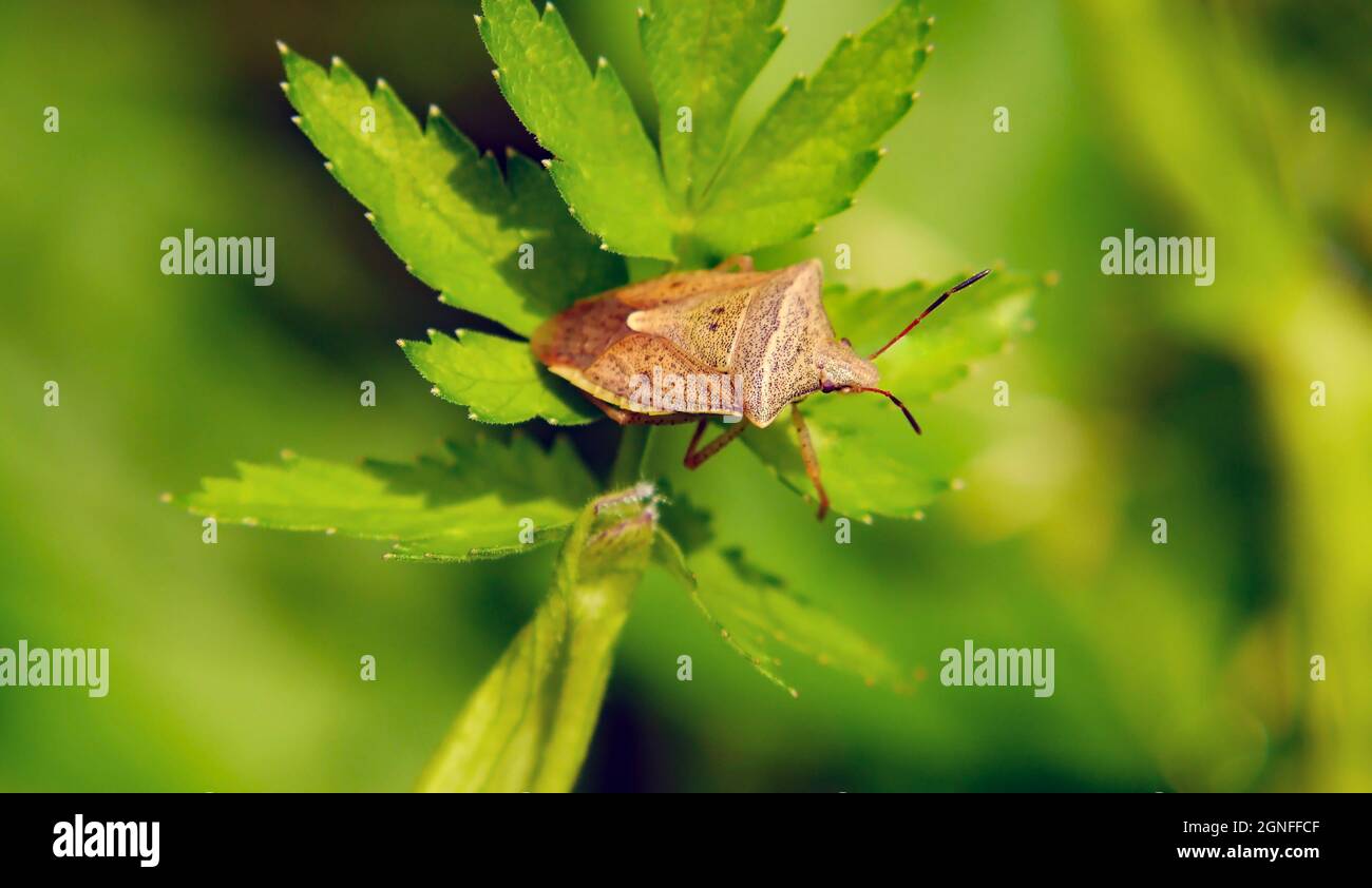 Close-up of a brown assassin bug resting on a plant leaf in a field ...