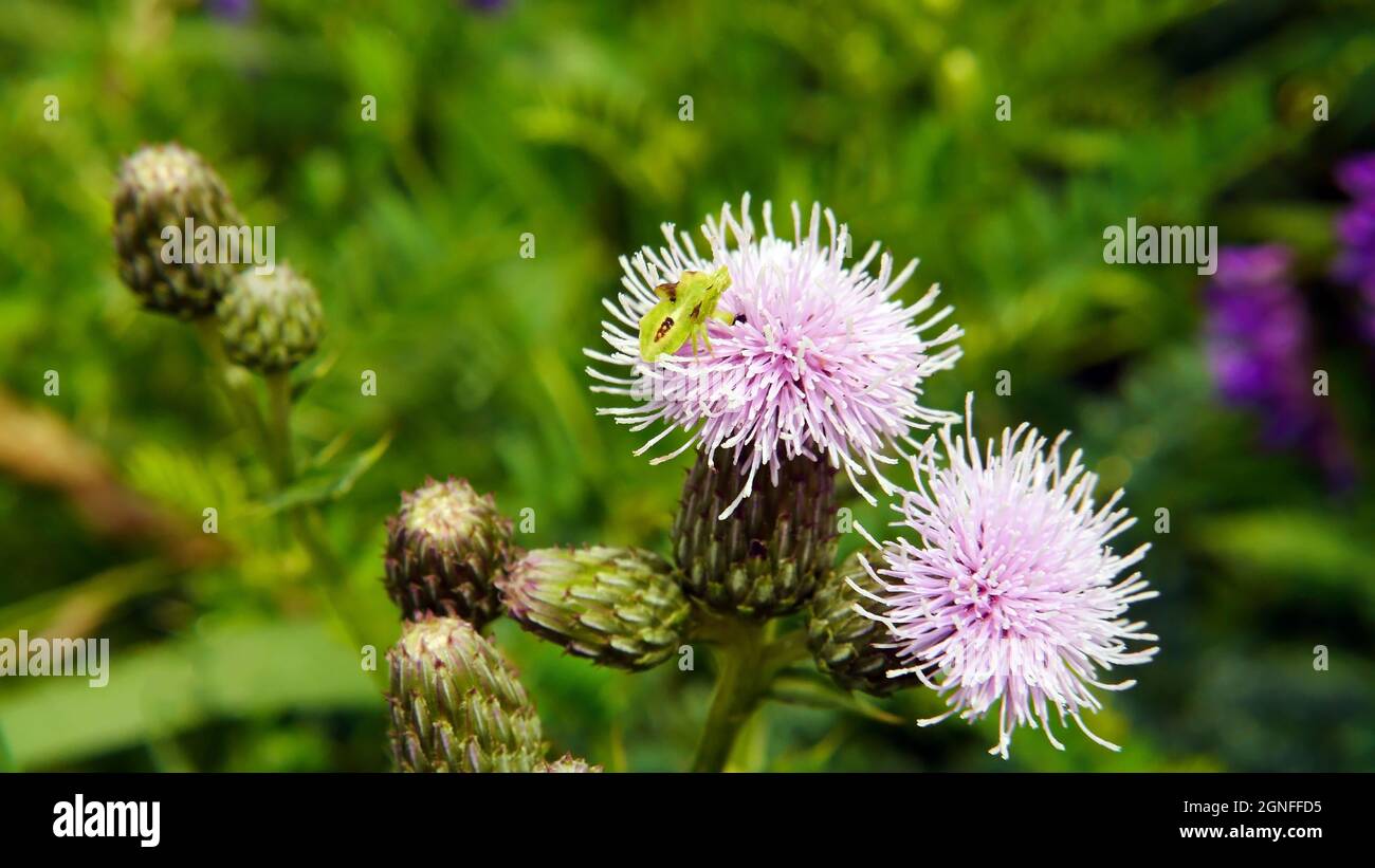 Close-up of a green assassin bug resting on the pink flower on a ...