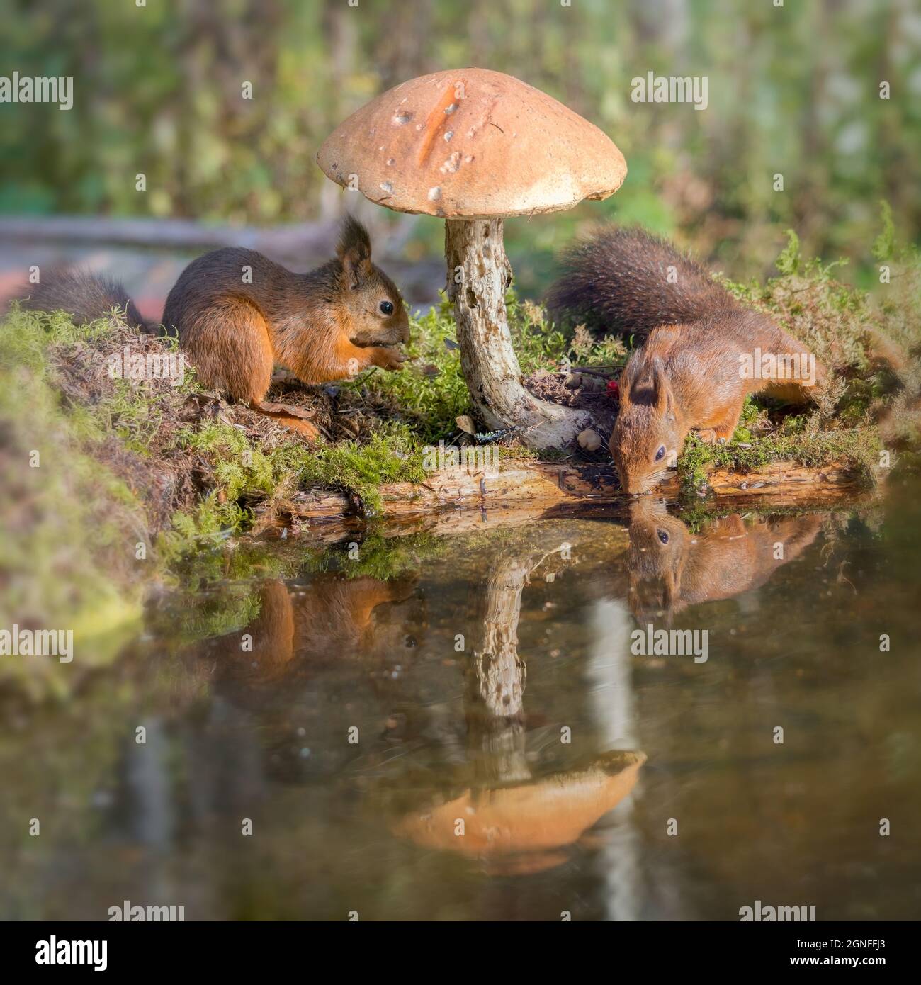 Red squirrels with mushroom hi-res stock photography and images - Alamy