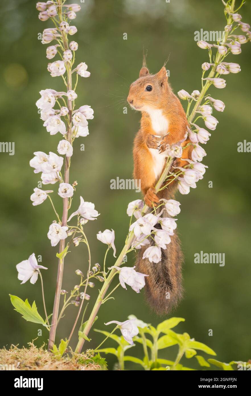Red squirrel is standing between flowers hi-res stock photography and ...