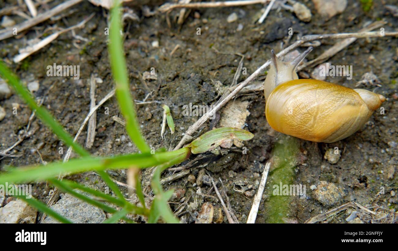 Ontario Slugs High Resolution Stock Photography and Images - Alamy