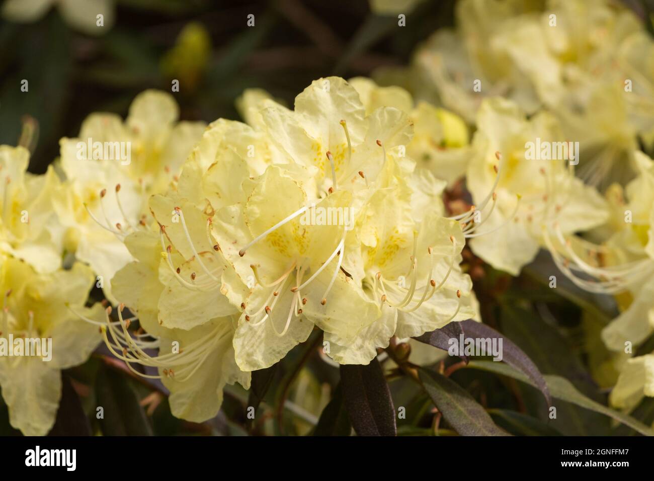 Yellow rhododendron flowers in a garden Stock Photo - Alamy