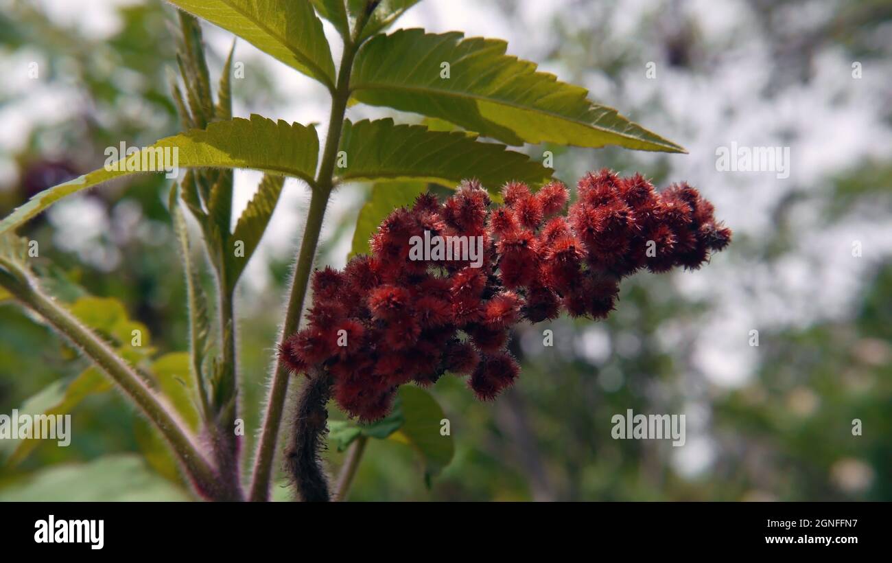 Sumac tree hi-res stock photography and images - Alamy