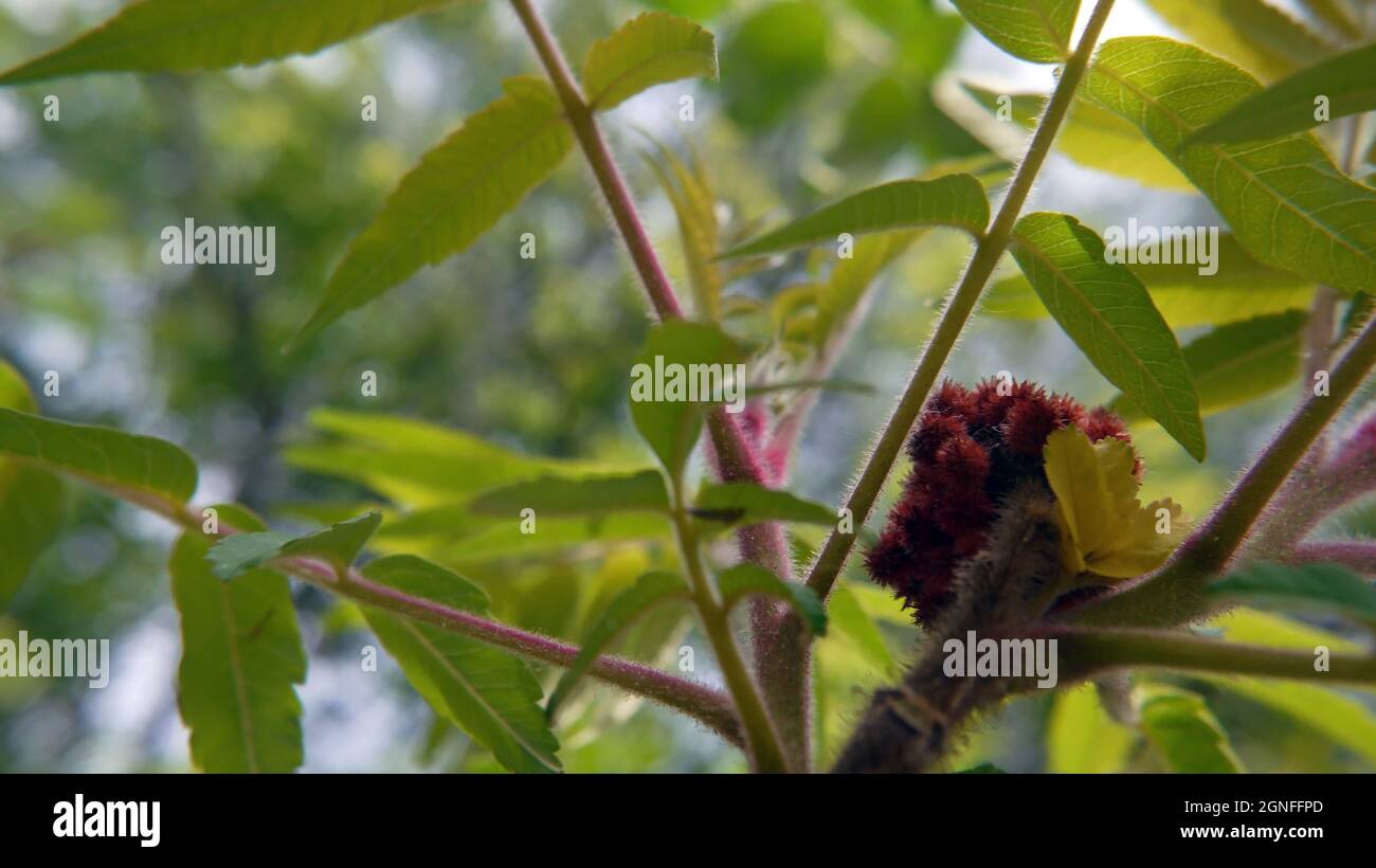 Close-up of the pink flower on a staghorn sumac tree growing in the ...