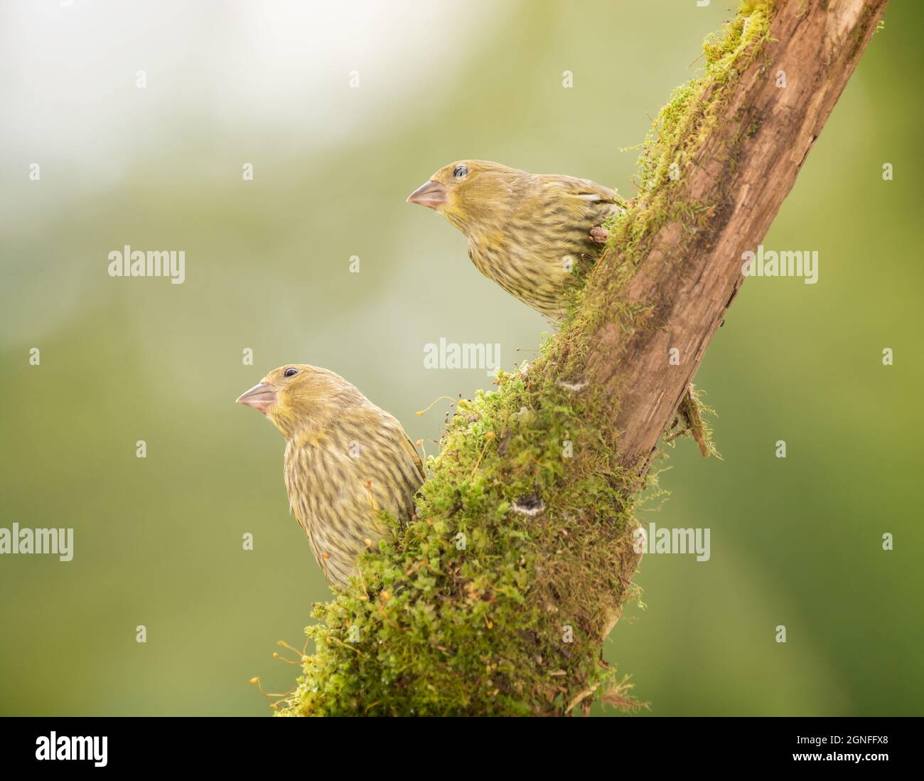 two green finch are standing on a tree branch with moss Stock Photo - Alamy