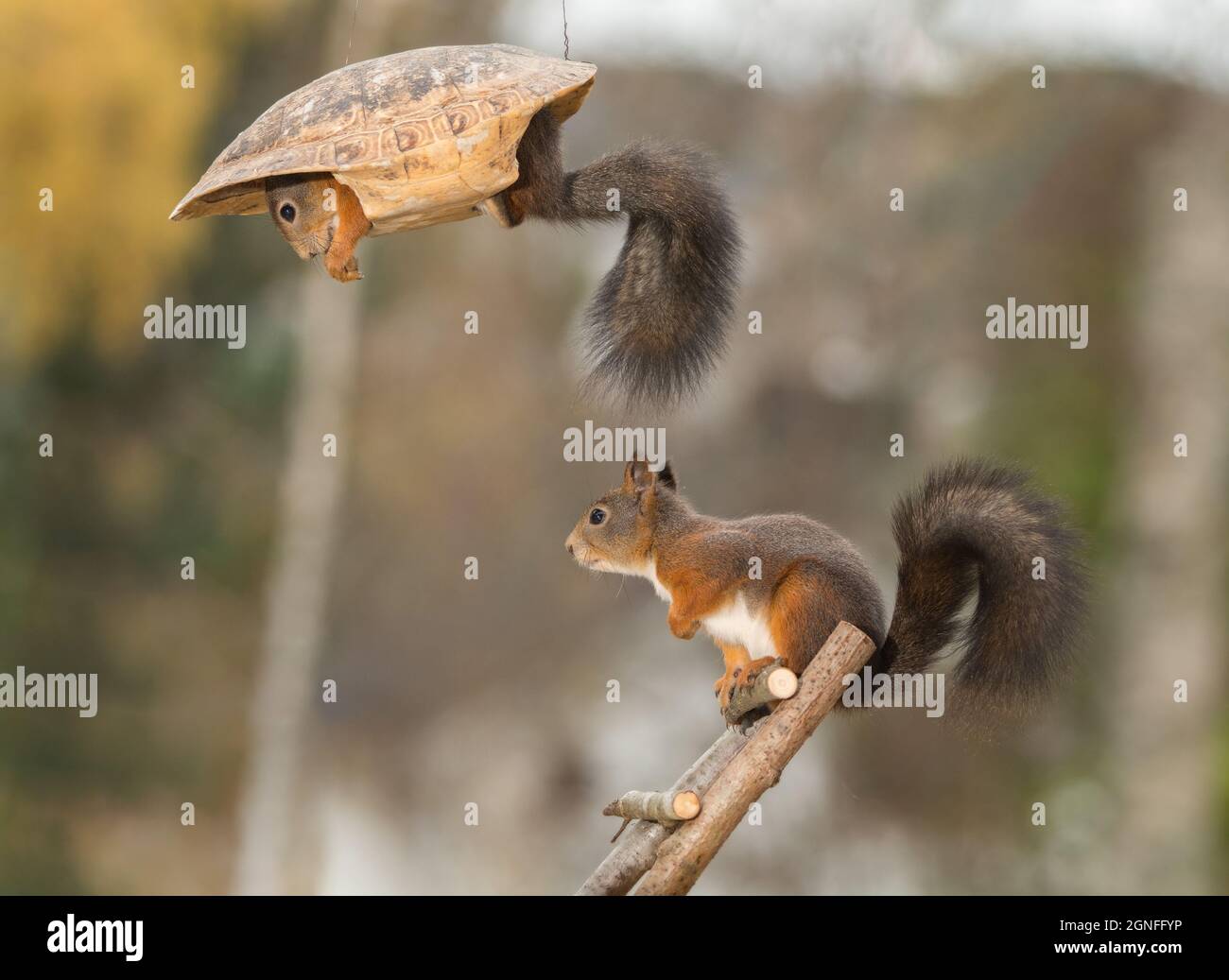 red squirrel standing on stairs another hanging in a turtle shell Stock ...