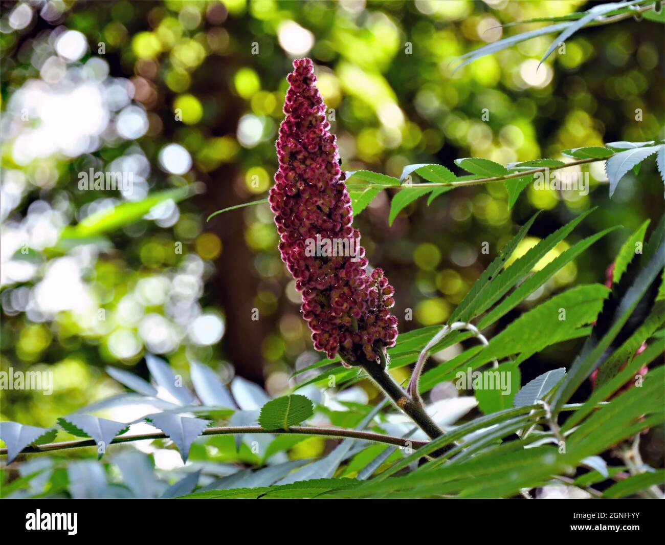 Sumac tree hi-res stock photography and images - Alamy
