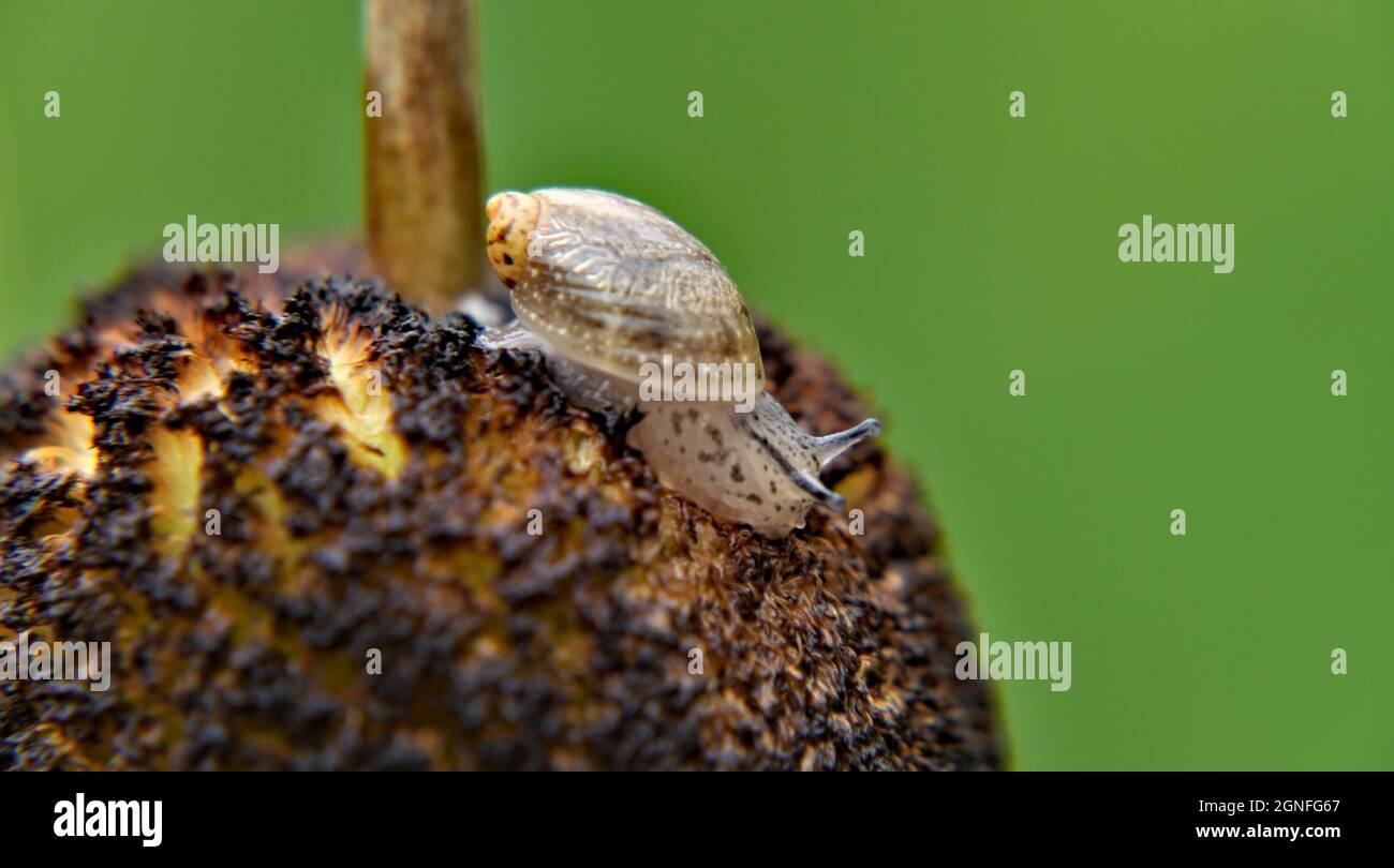 Close-up of a tiny amber snail crawling on the top of a cattail plant ...