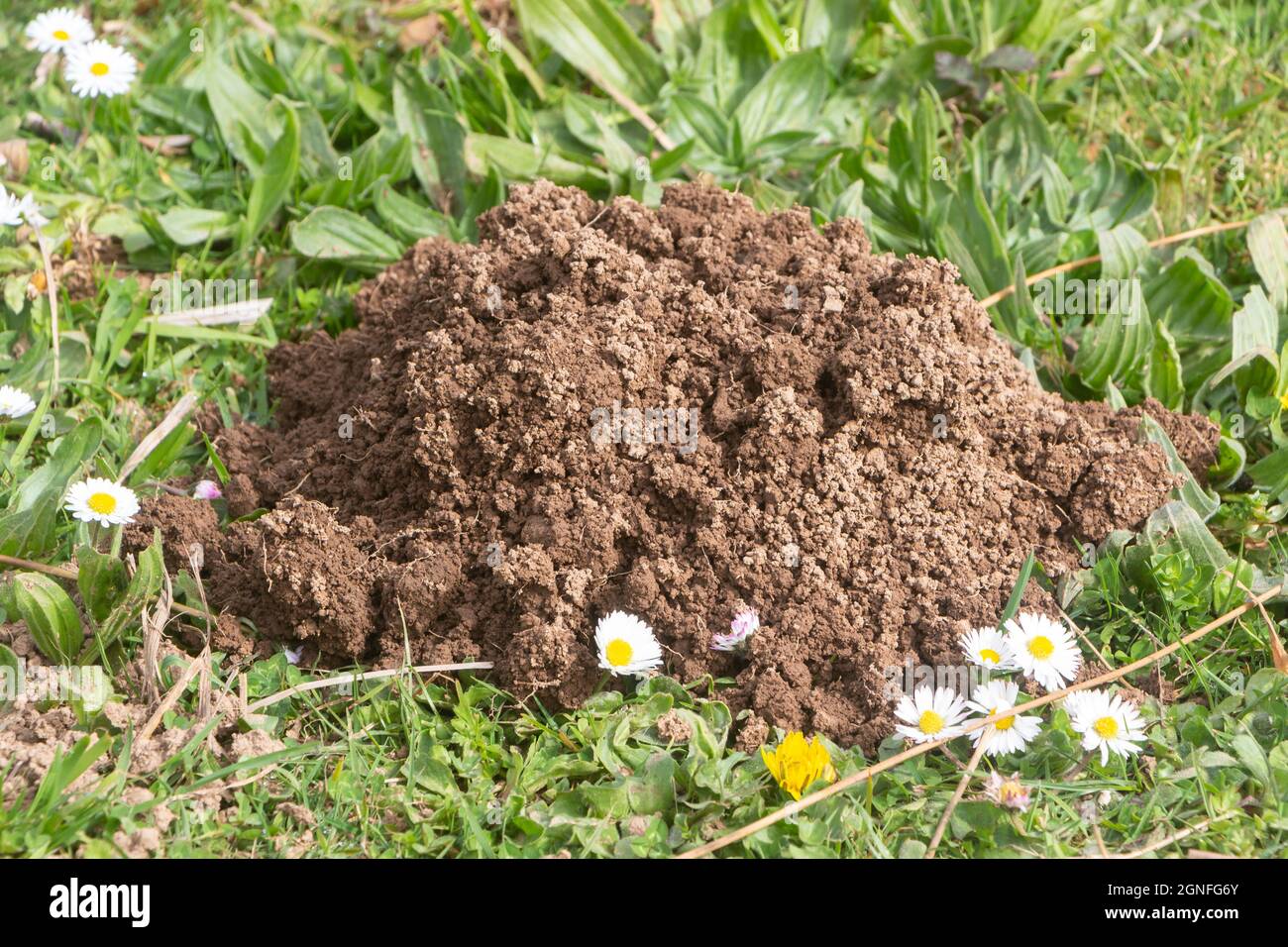 Molehill in a hi-res stock photography and images - Alamy