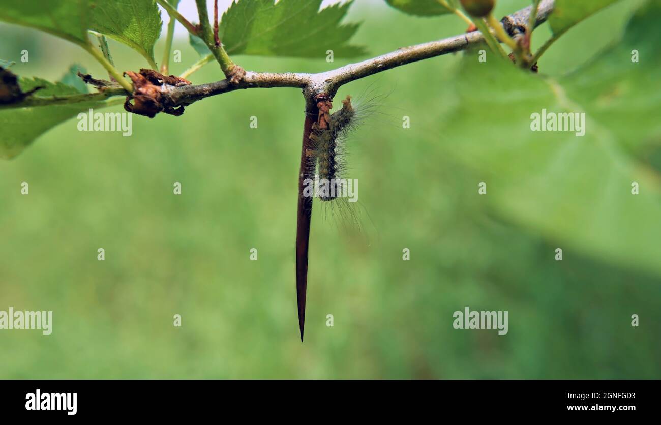 Fireberry hawthorn tree hi-res stock photography and images - Alamy