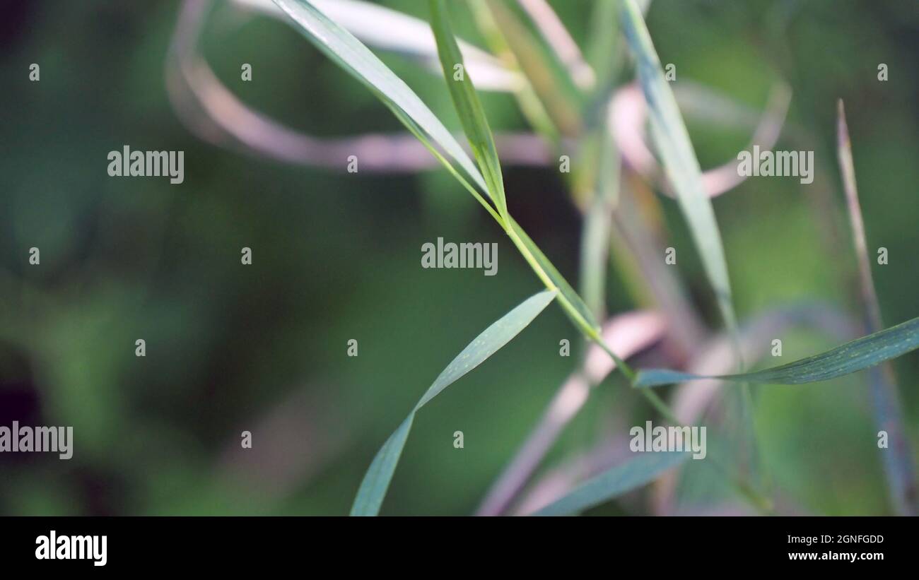 Muhlenbergia schreberi hi-res stock photography and images - Alamy