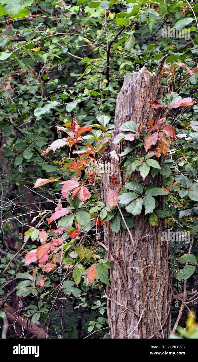 OLYMPUS DIGITAL CAMERA - Close-up of a woodbine creeper plant changing ...