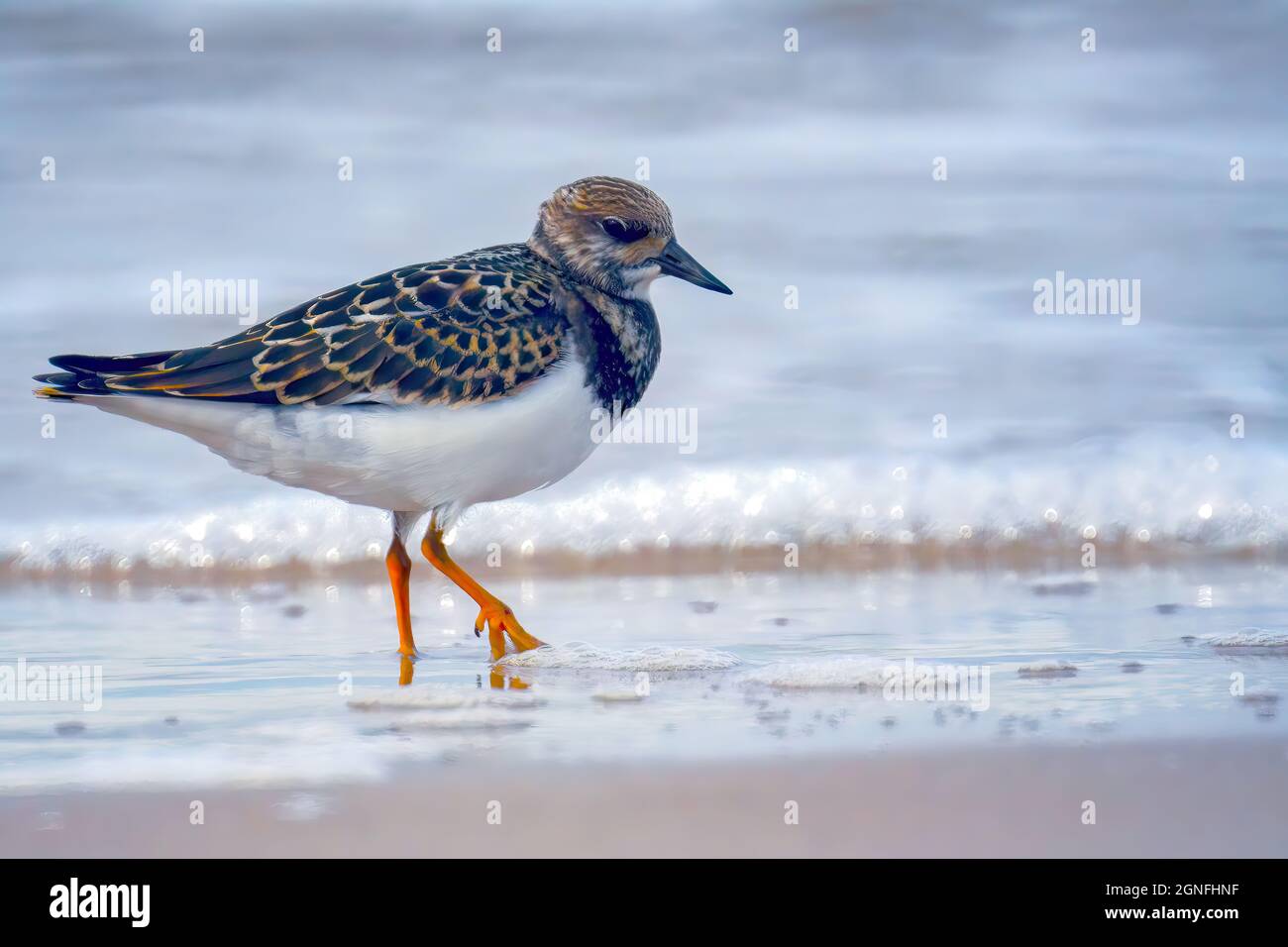 Side view of the beautiful Ruddy turnstone bird walking on a sandy ...
