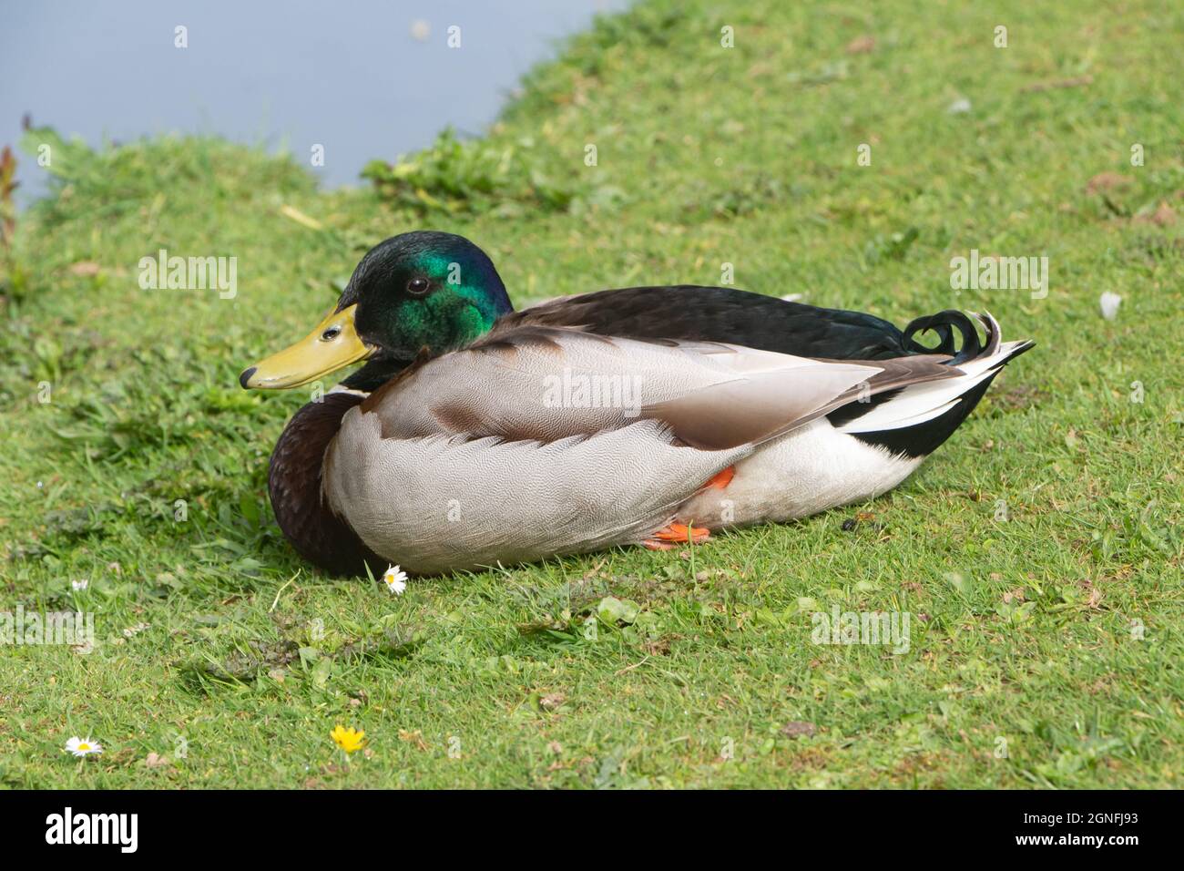 Mallard duck lying on the bank of a river Stock Photo - Alamy