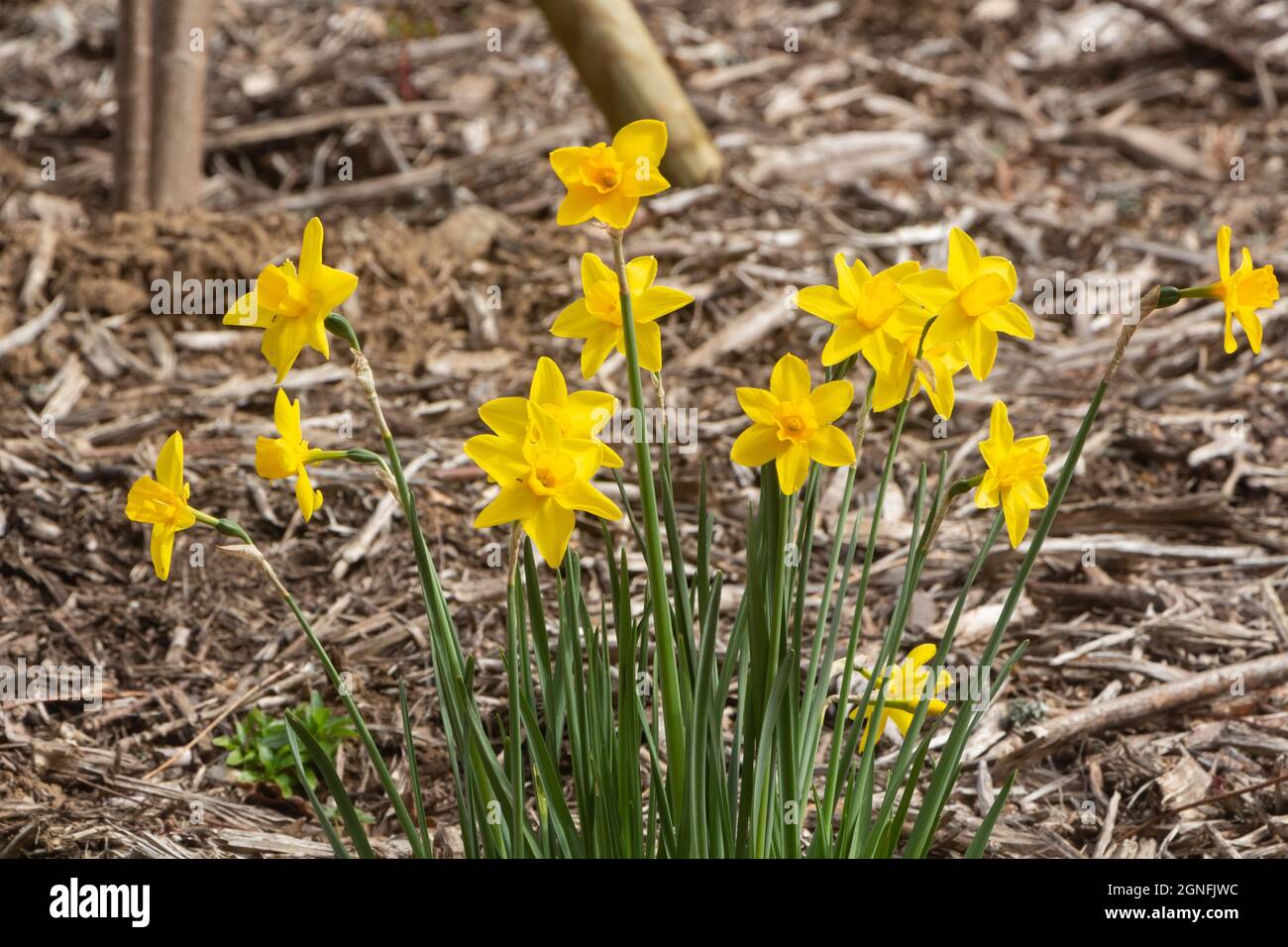 Daffodils in a garden during spring Stock Photo - Alamy