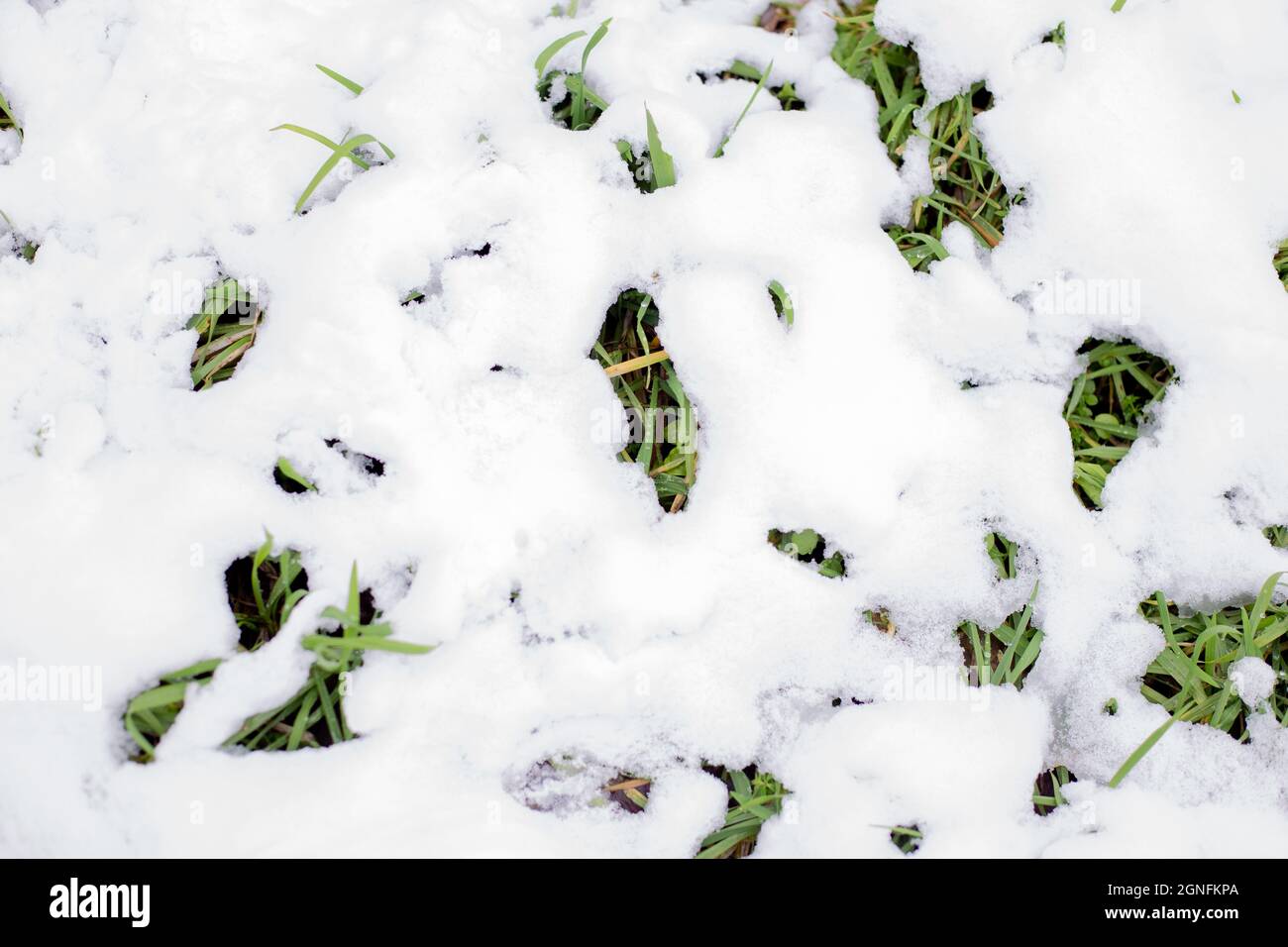 Falling snow in autumn on green grass. Frost and bad weather Stock ...