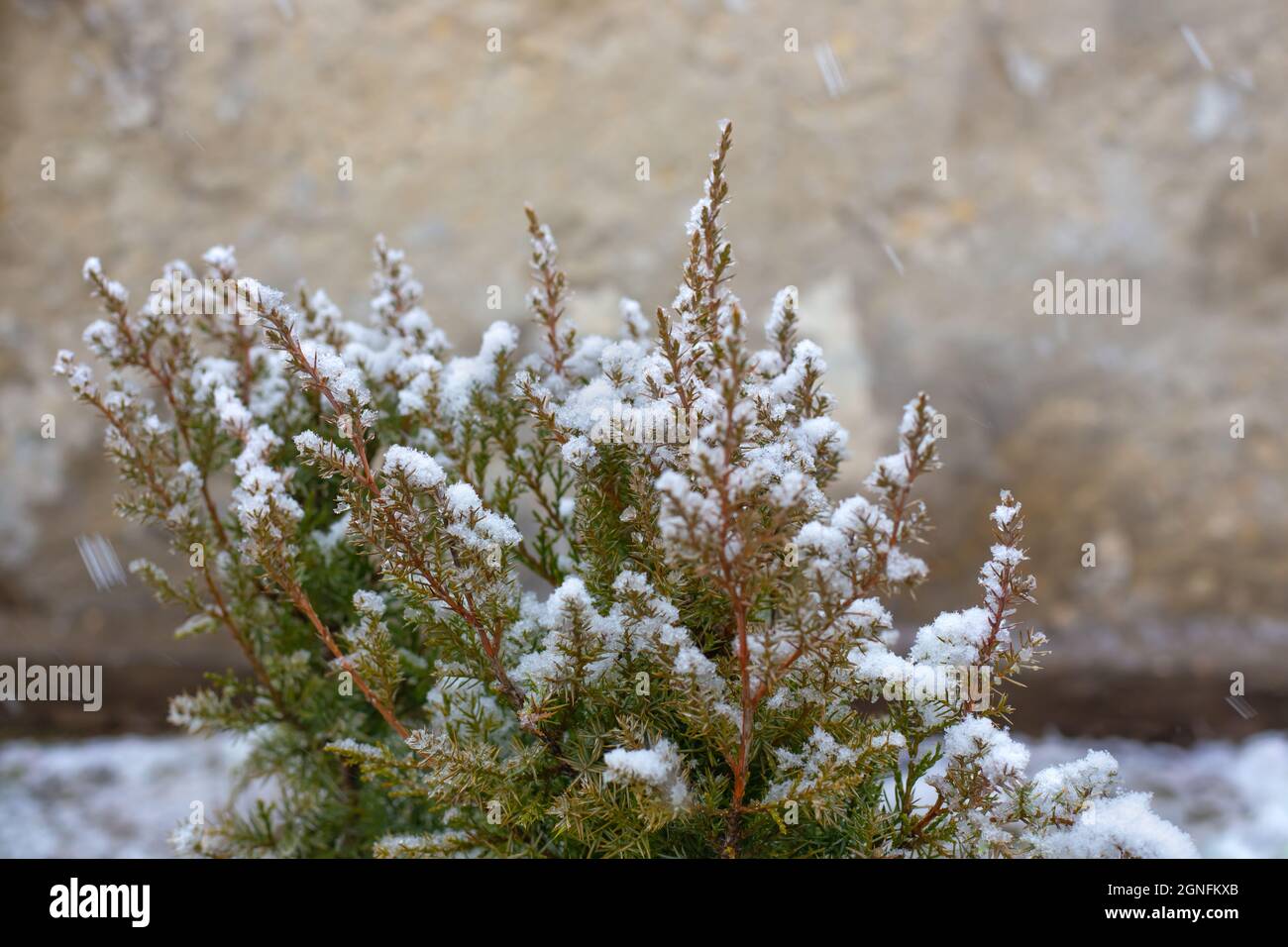 Juniper in the snow hi-res stock photography and images - Alamy