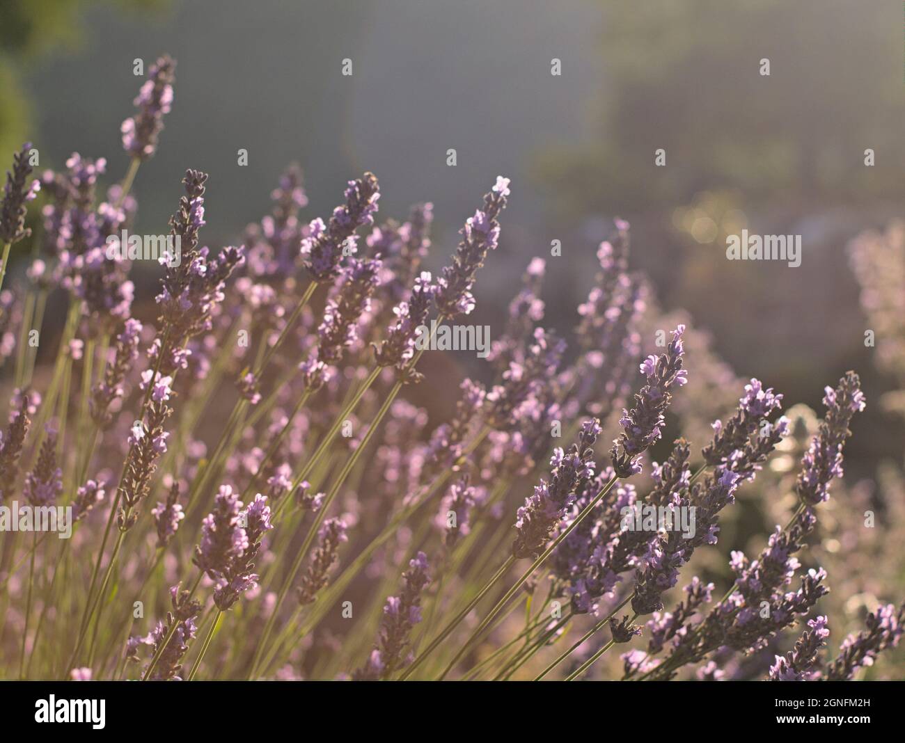 Hill Top House lavender garden Starbotton Wharfedale Craven Yorkshire ...