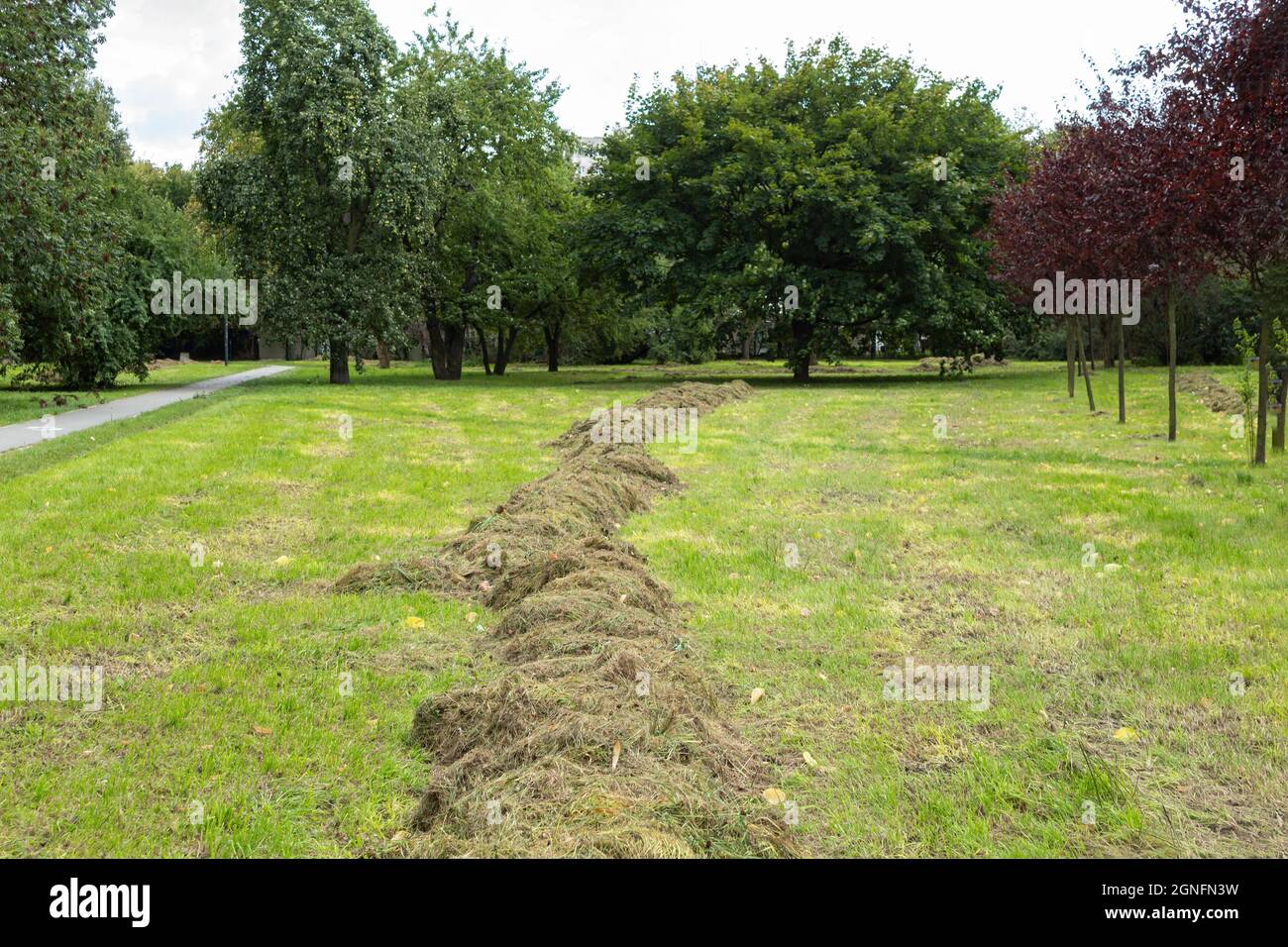 Cleaning and mowing grass in city parks. Waste disposal problem ...