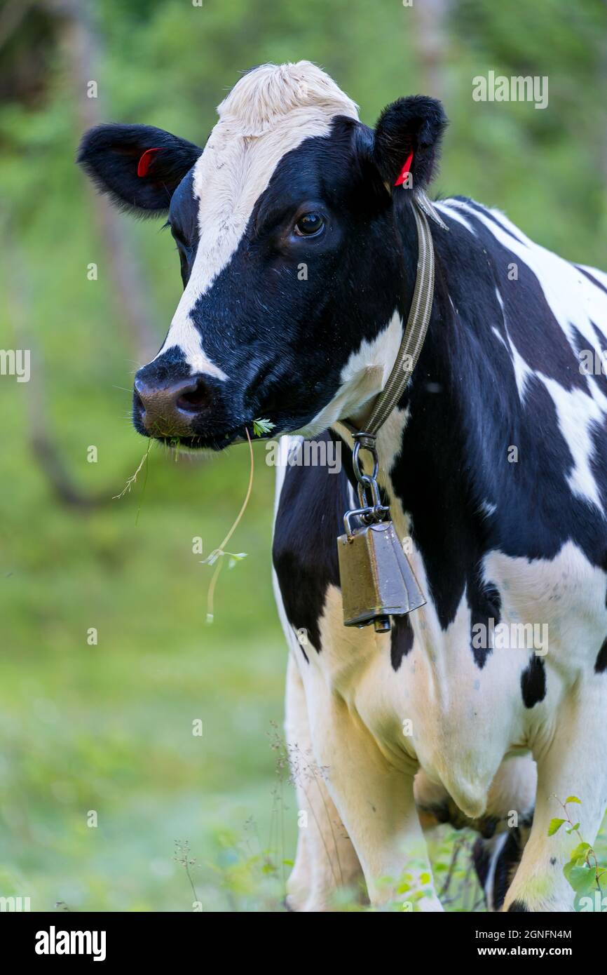 Bell in ranch hi-res stock photography and images - Alamy