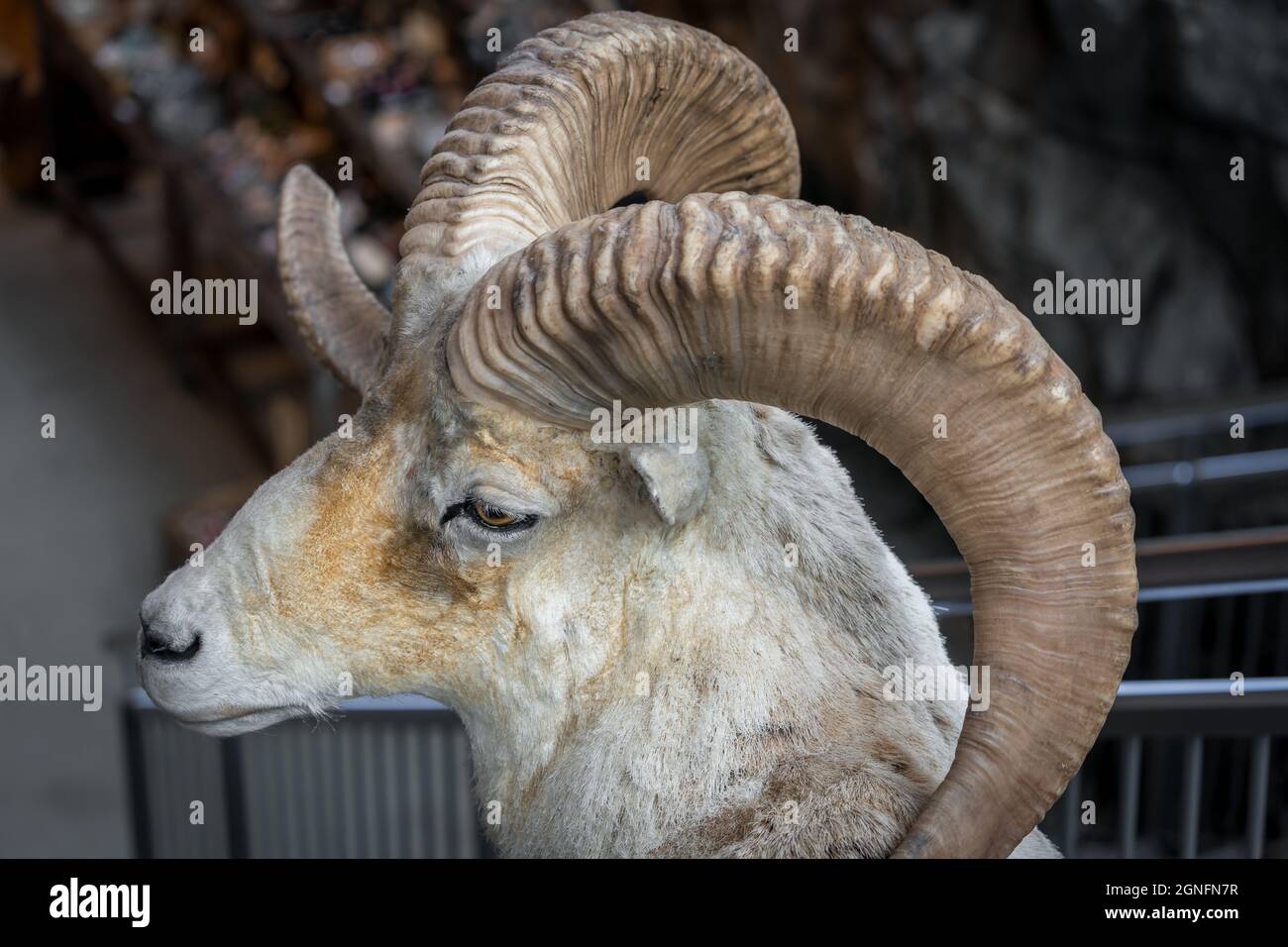 Goat with big horns hi-res stock photography and images - Alamy