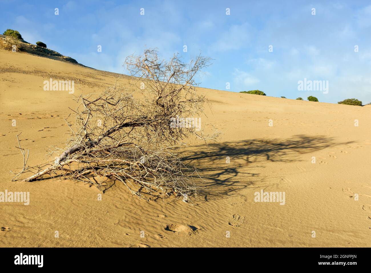 A withered tree in the desert, in front of an oasis Stock Photo - Alamy
