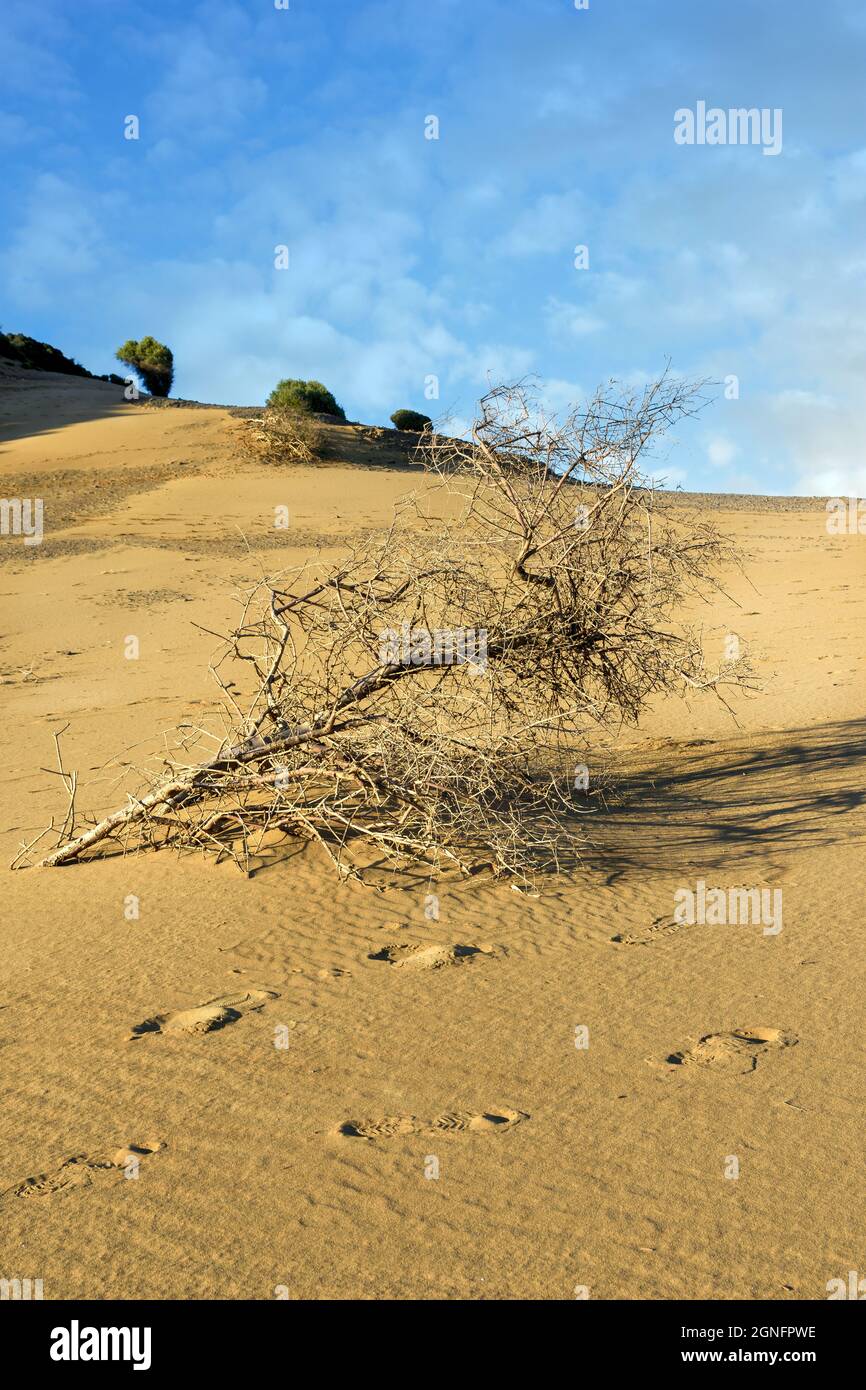 A withered tree in the desert, in front of an oasis Stock Photo - Alamy