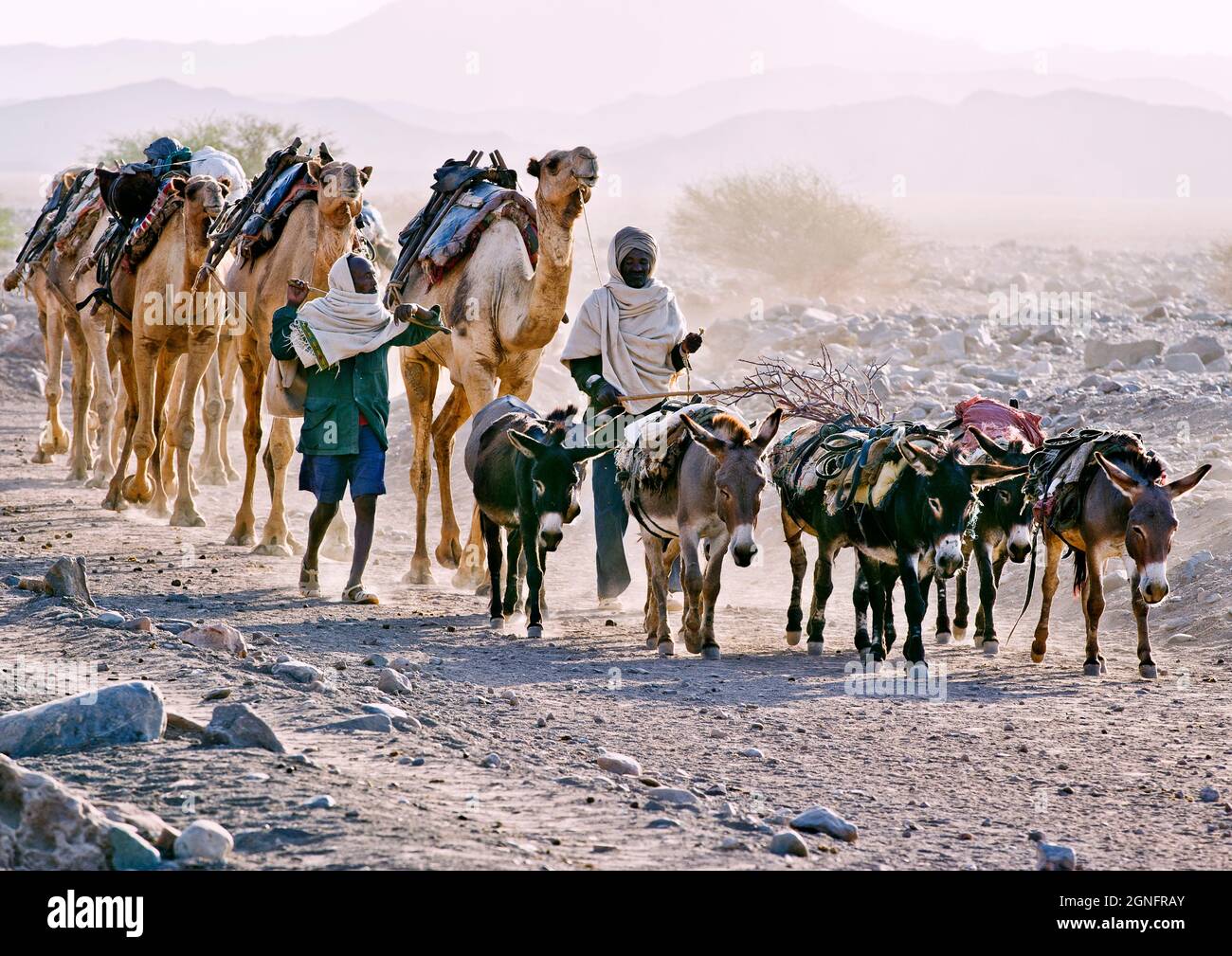 ETHIOPIA. AFAR REGION. DANAKIL DESERT. KAROUM LAKE. SALT EXTRACTION ...