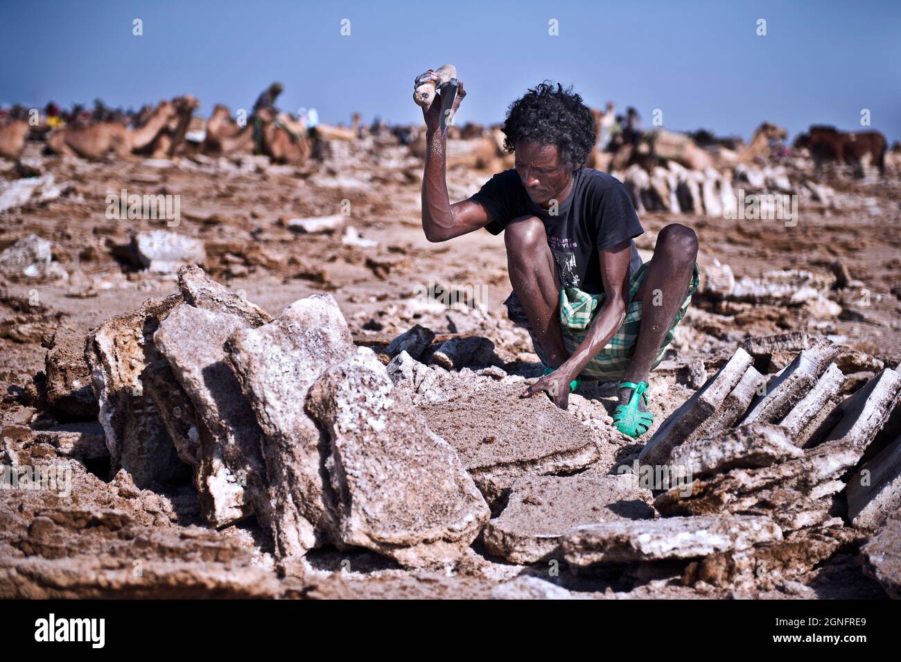 ETHIOPIA. AFAR REGION. DANAKIL DESERT. KAROUM LAKE. SALT EXTRACTION ...