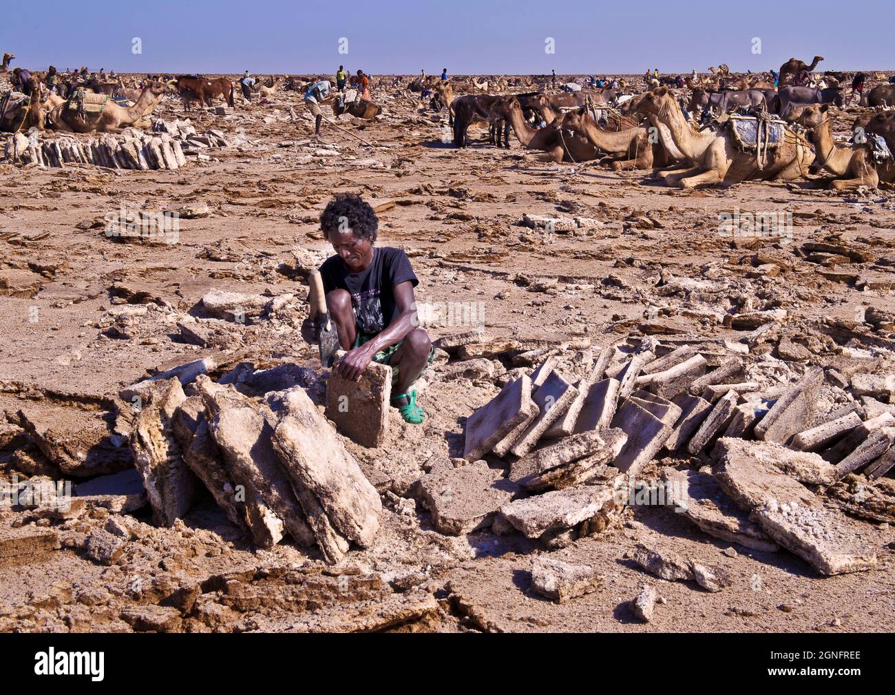 ETHIOPIA. AFAR REGION. DANAKIL DESERT. KAROUM LAKE. SALT EXTRACTION ...