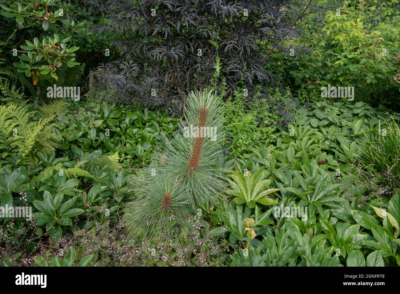 Pinus montezumae sheffield park hi-res stock photography and images - Alamy