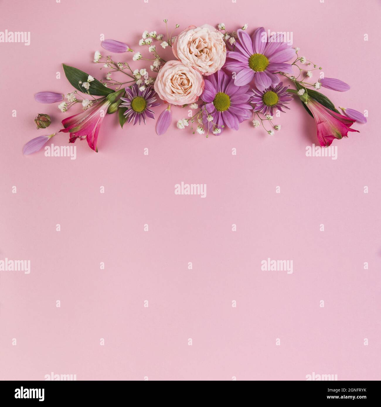 Pink Background For Debut