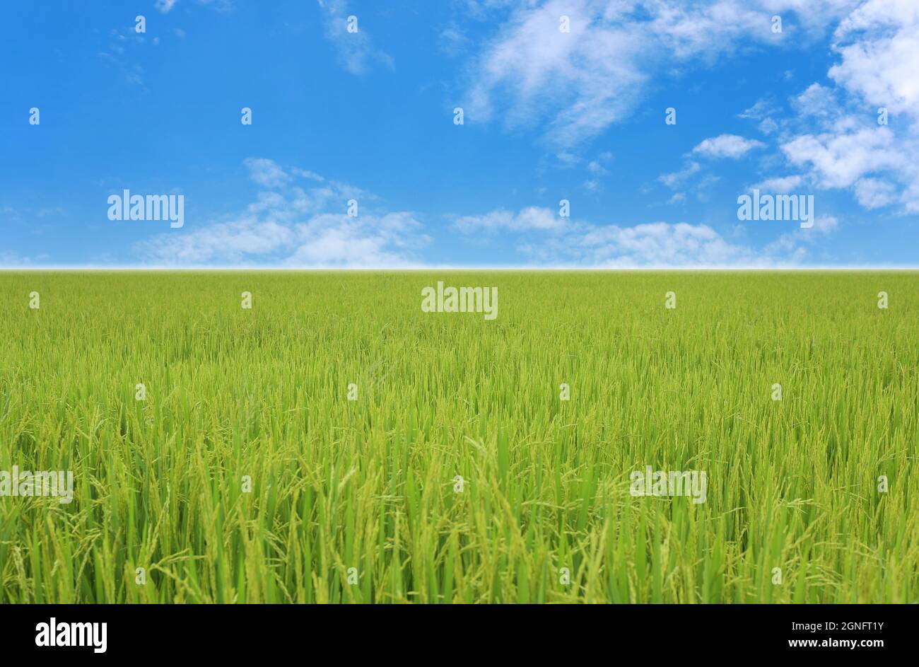 View of rice field in the daytime,Agricultural areas of Thailand Stock ...
