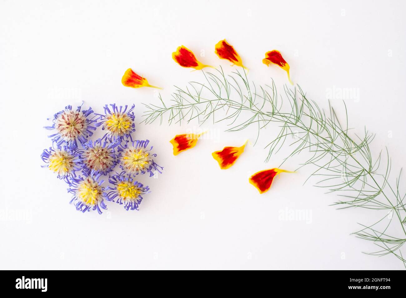 Dried purple aster flowers, marigold petals and asparaus leaf, laid out ...