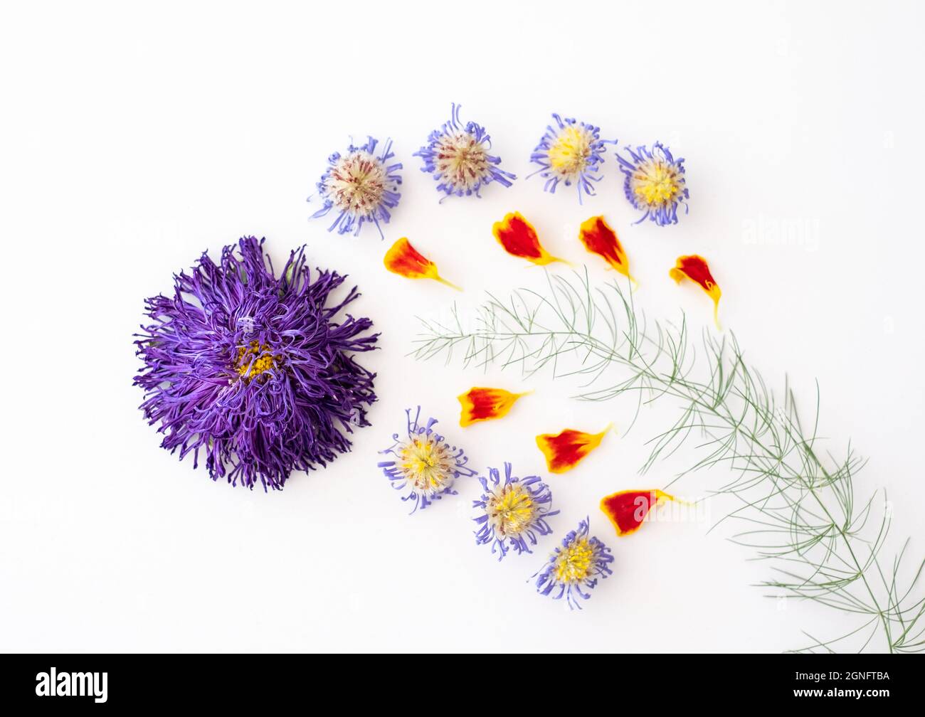 Dried purple aster flowers, marigold petals and asparaus leaf, laid out ...