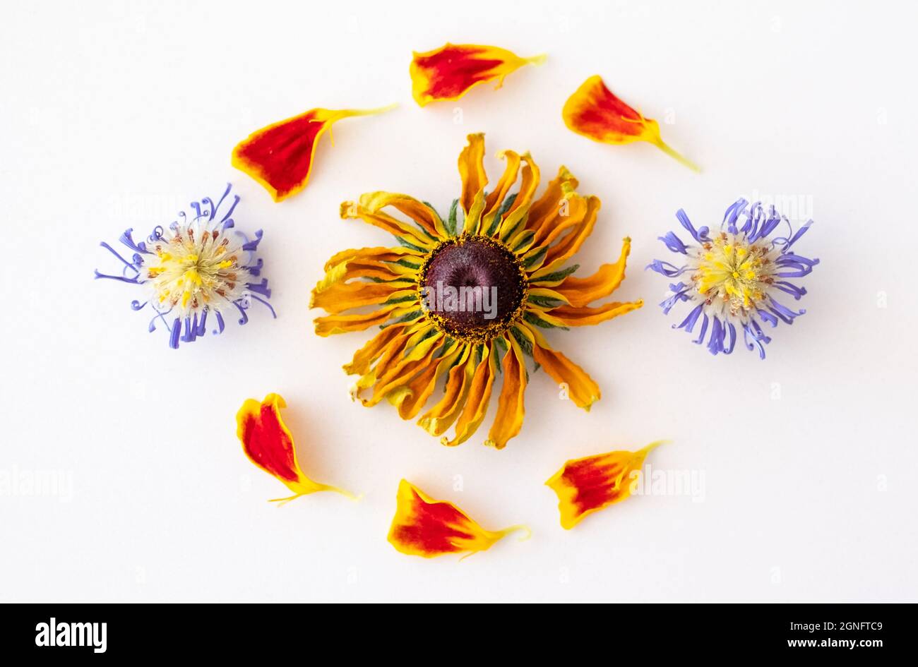 Dried purple aster and yellow rudbeckia flowers and marigold petals ...