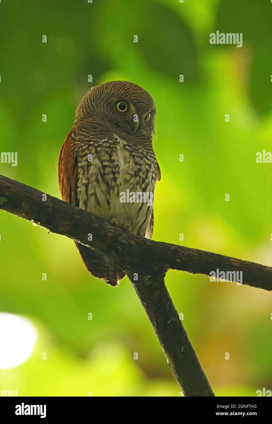 Chestnut-backed Owlet (Glaucidium castanonotum) adult perched in tree ... Chestnut-backed Owlet (Glaucidium castanonotum) adult perched in tree ...