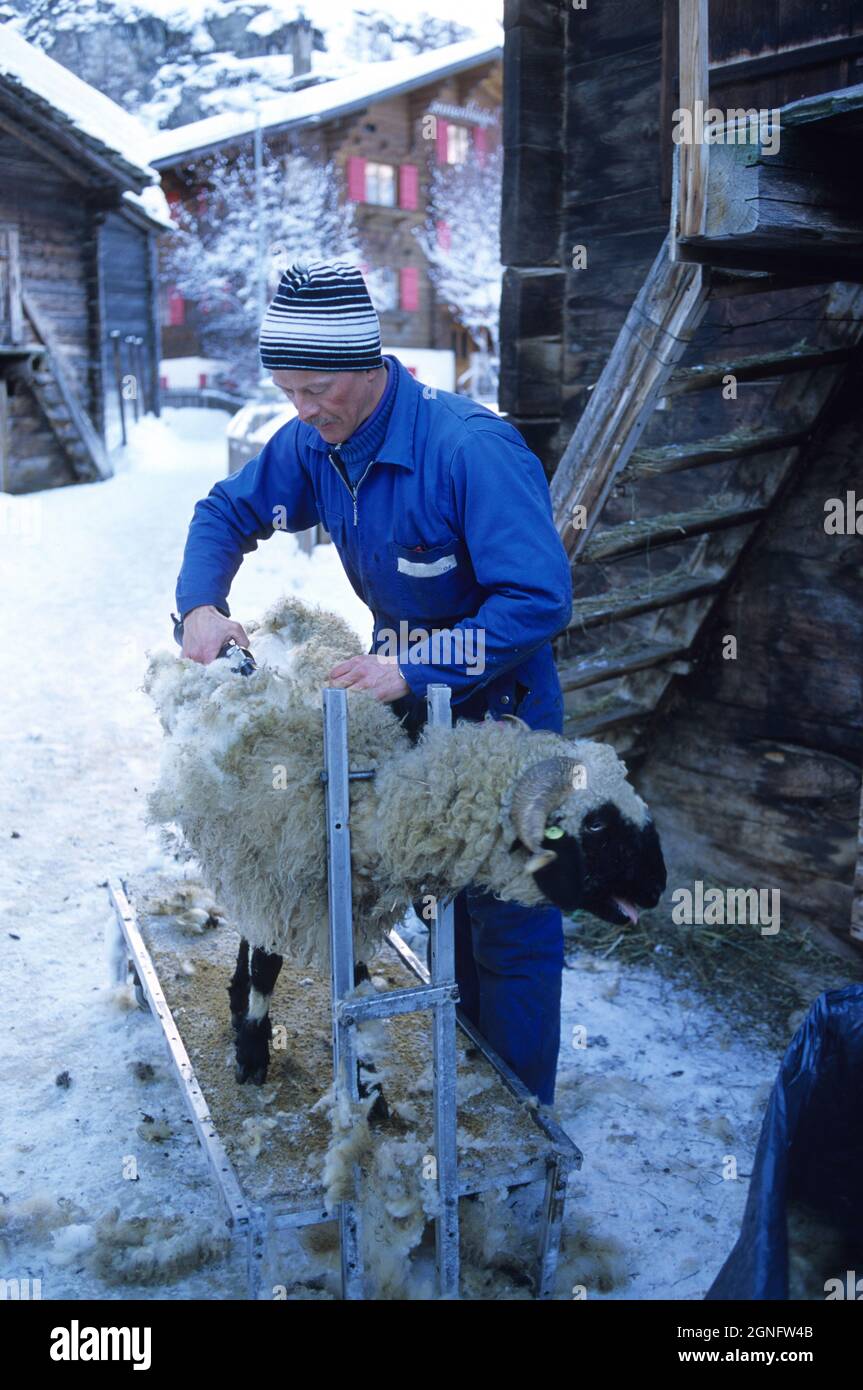 SWITZERLAND, REGION AND CANTON OF VALAIS, ZERMATT SKI RESORT, THE SHEEP ...