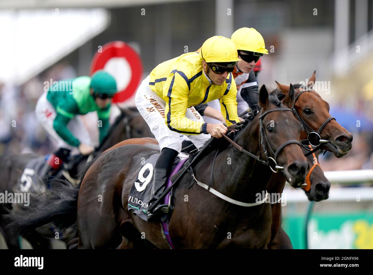 Perfect power horse 2021 hi-res stock photography and images - Alamy