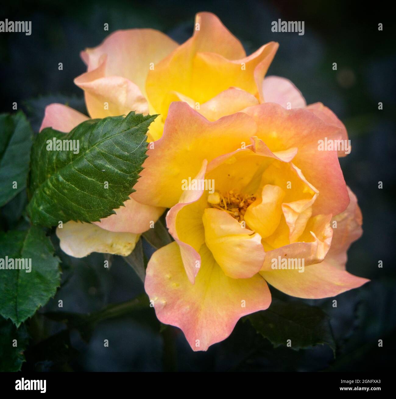 Garden roses Calgary Zoo Alberta Stock Photo - Alamy
